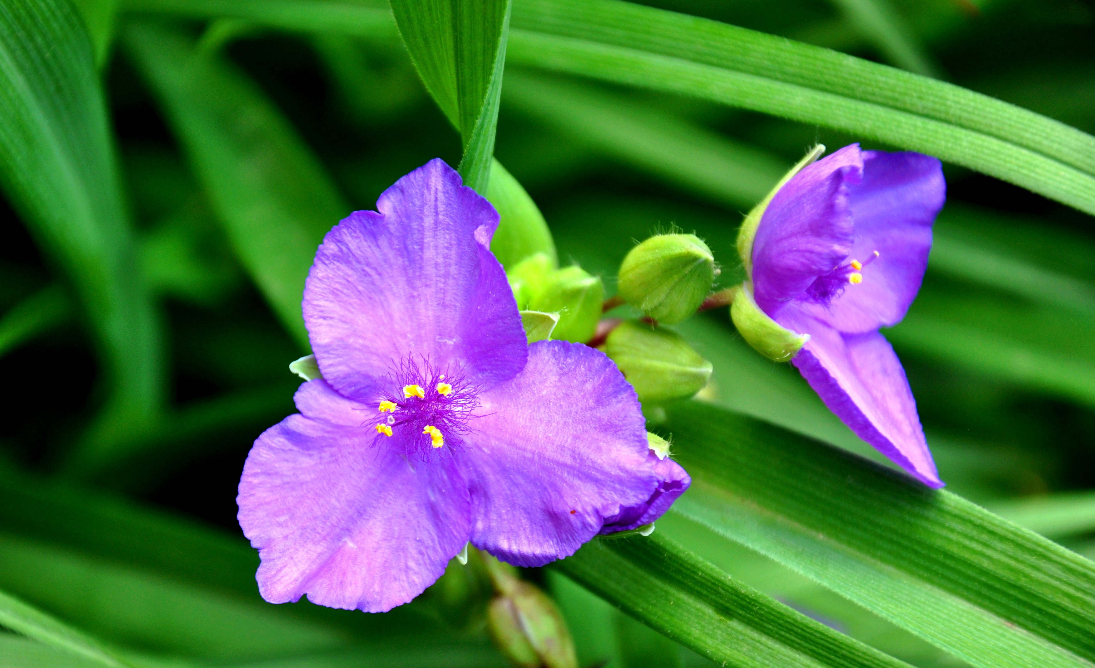 Meadow Flower Blue free image download