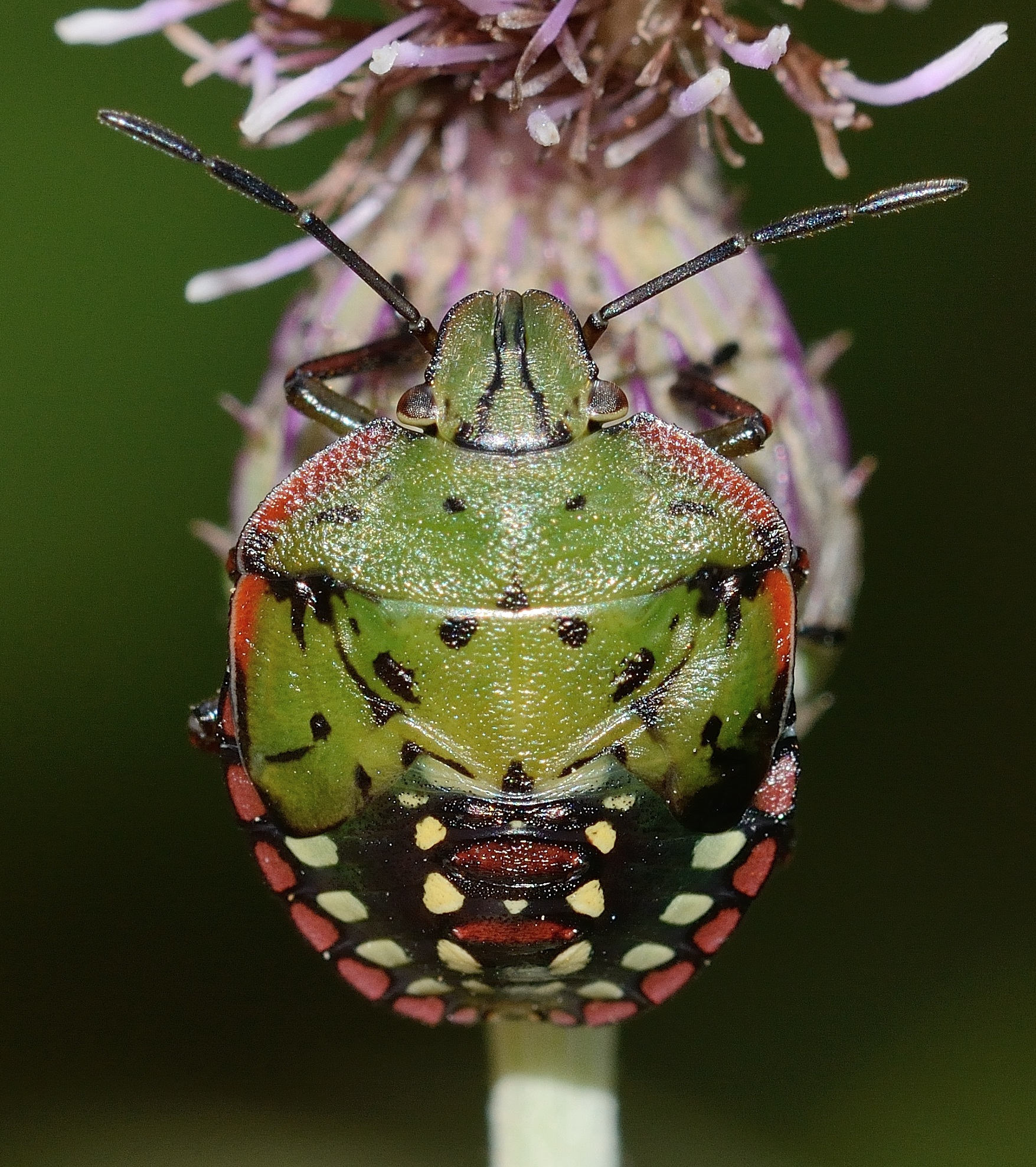 Hemiptera Nezara Viridula free image download