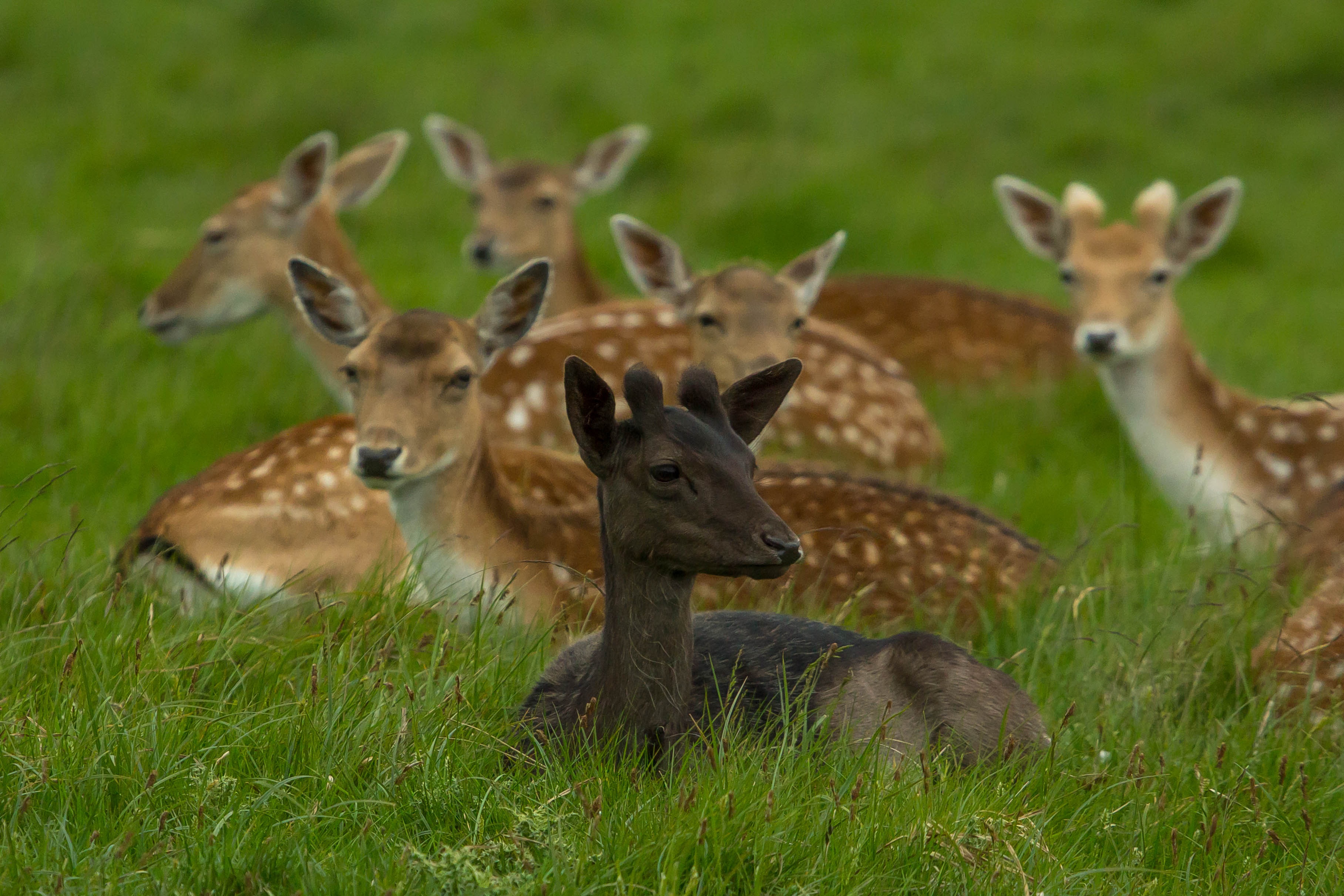 Young Deer Game free image download