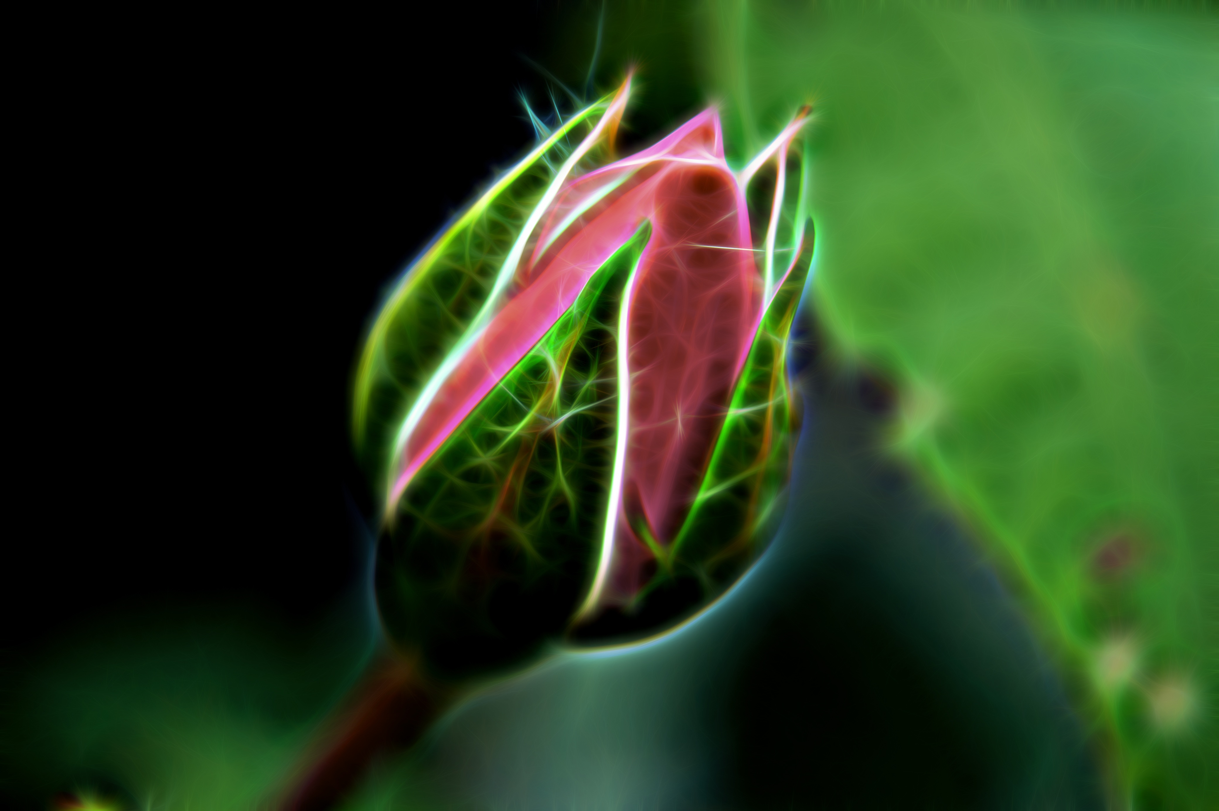 Rose red bud neon free image download
