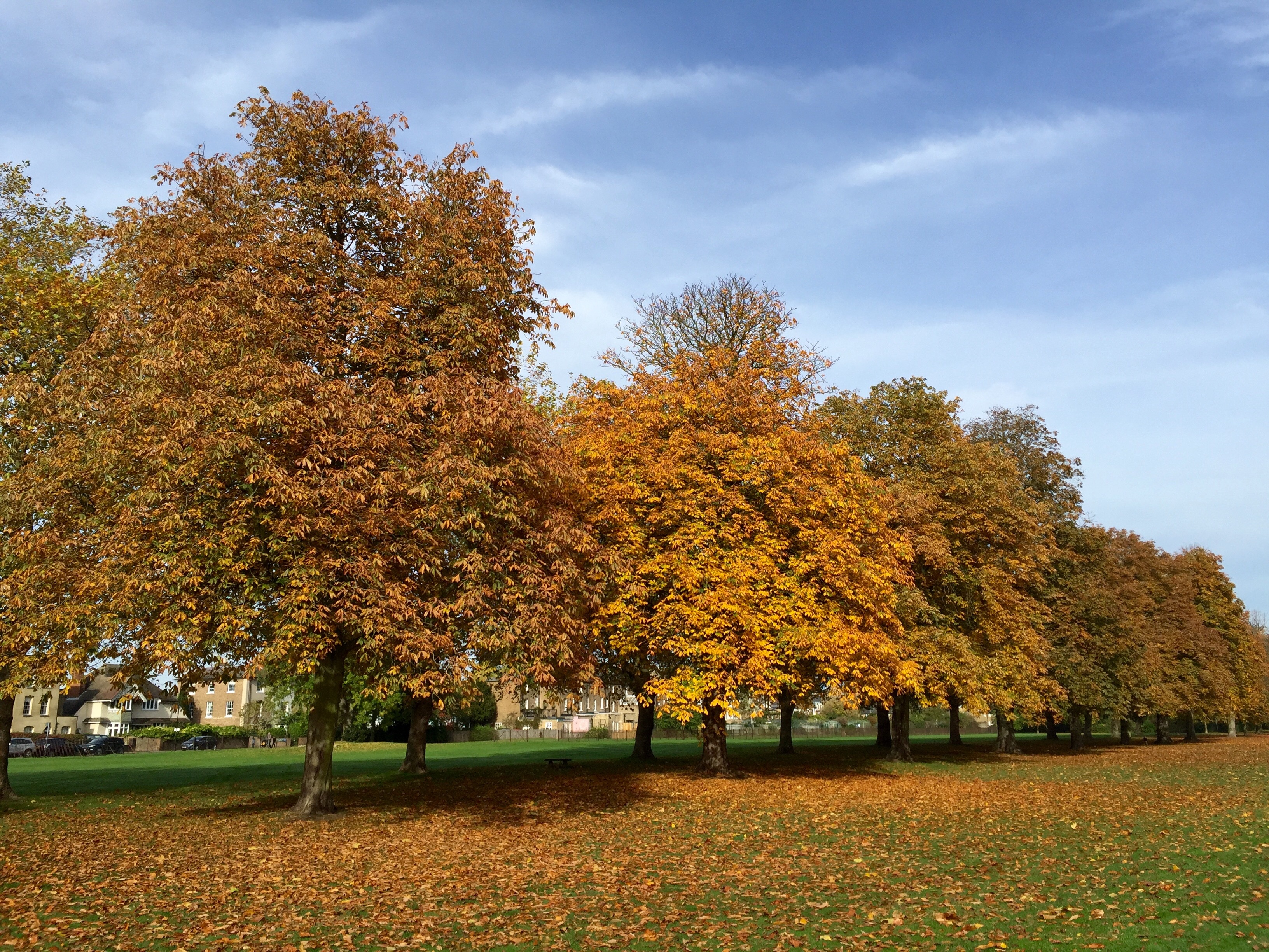Park Trees in Autumn free image download
