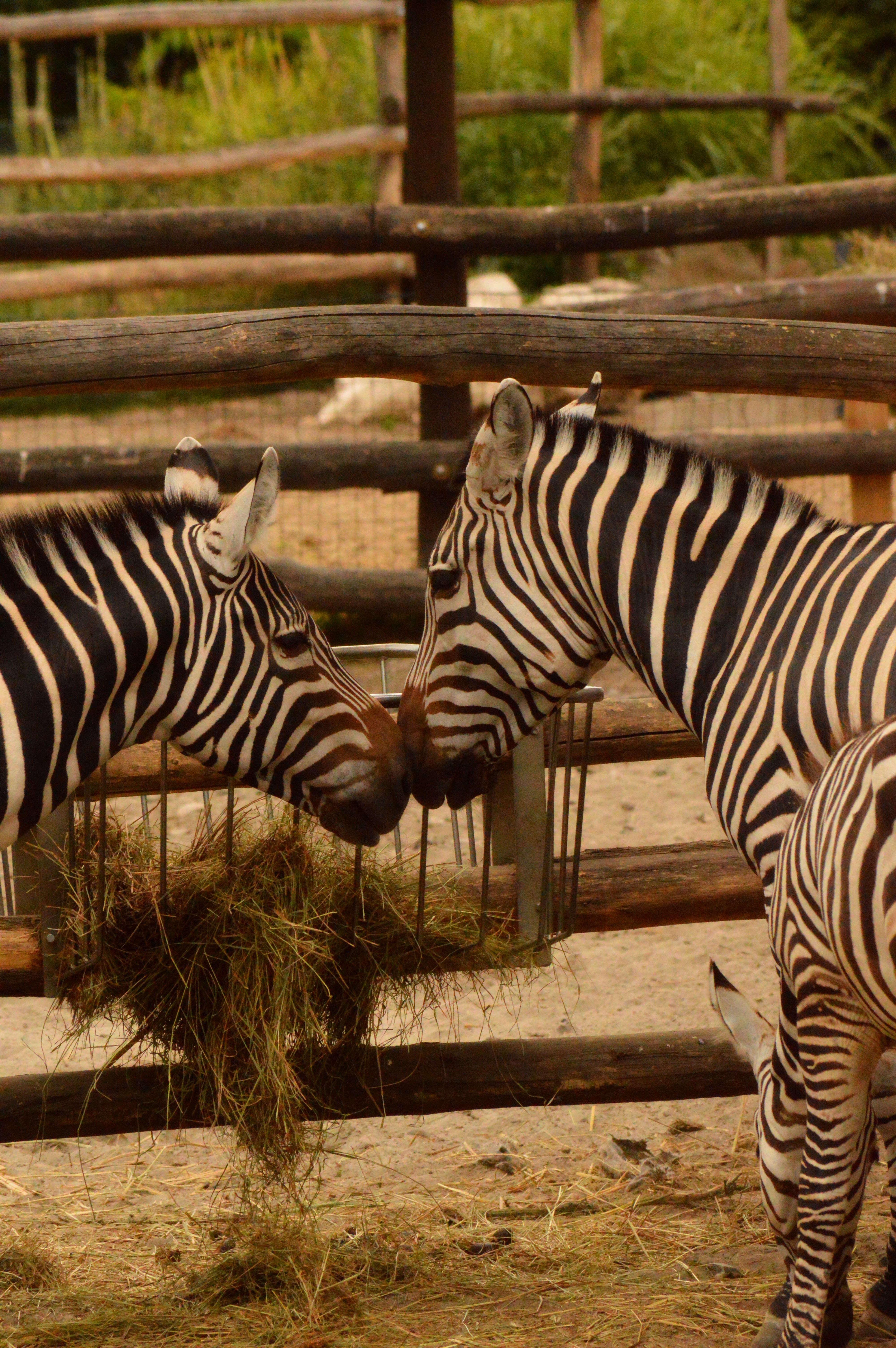 Zebra A Couple Of free image download