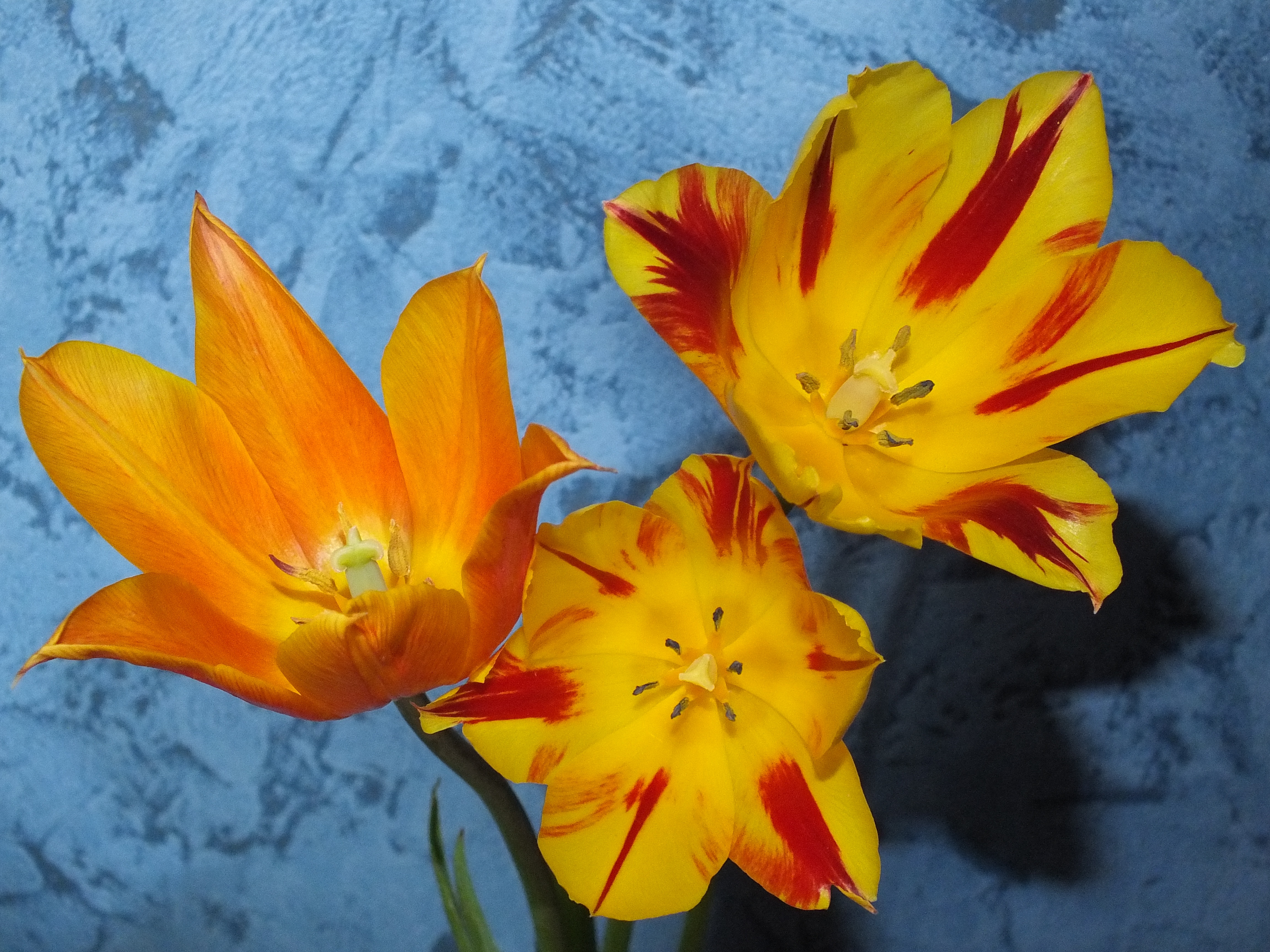 Yellow and red Flowers Tulips free image download