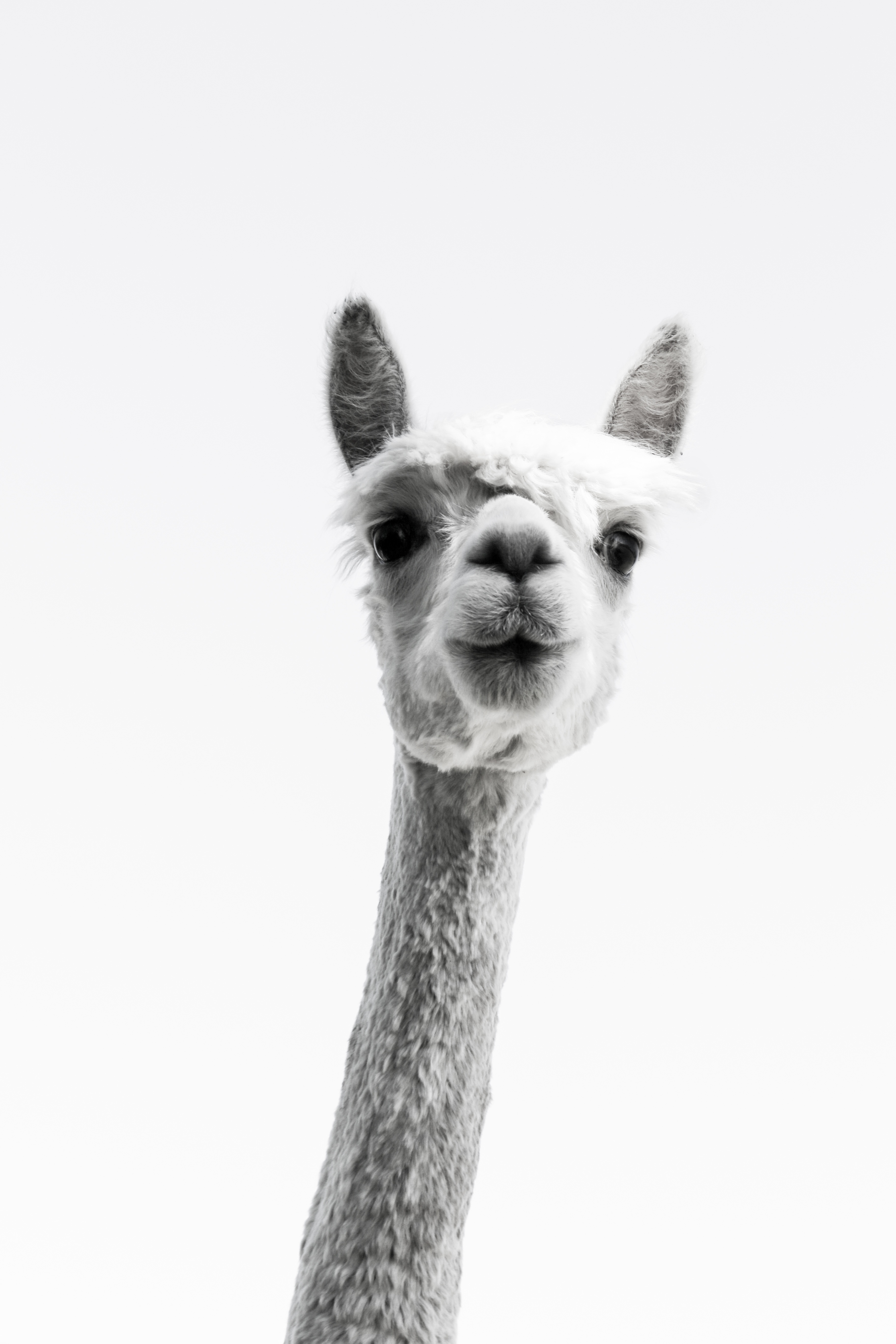 Alpaca Long Neck Curious Black free image download