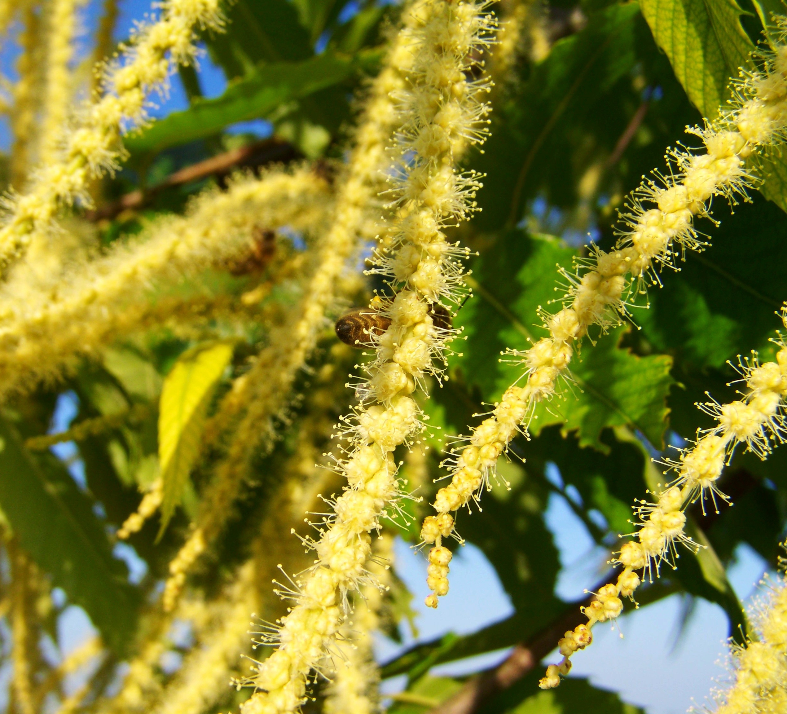 Gentle Chestnut Flower Yellow free image download