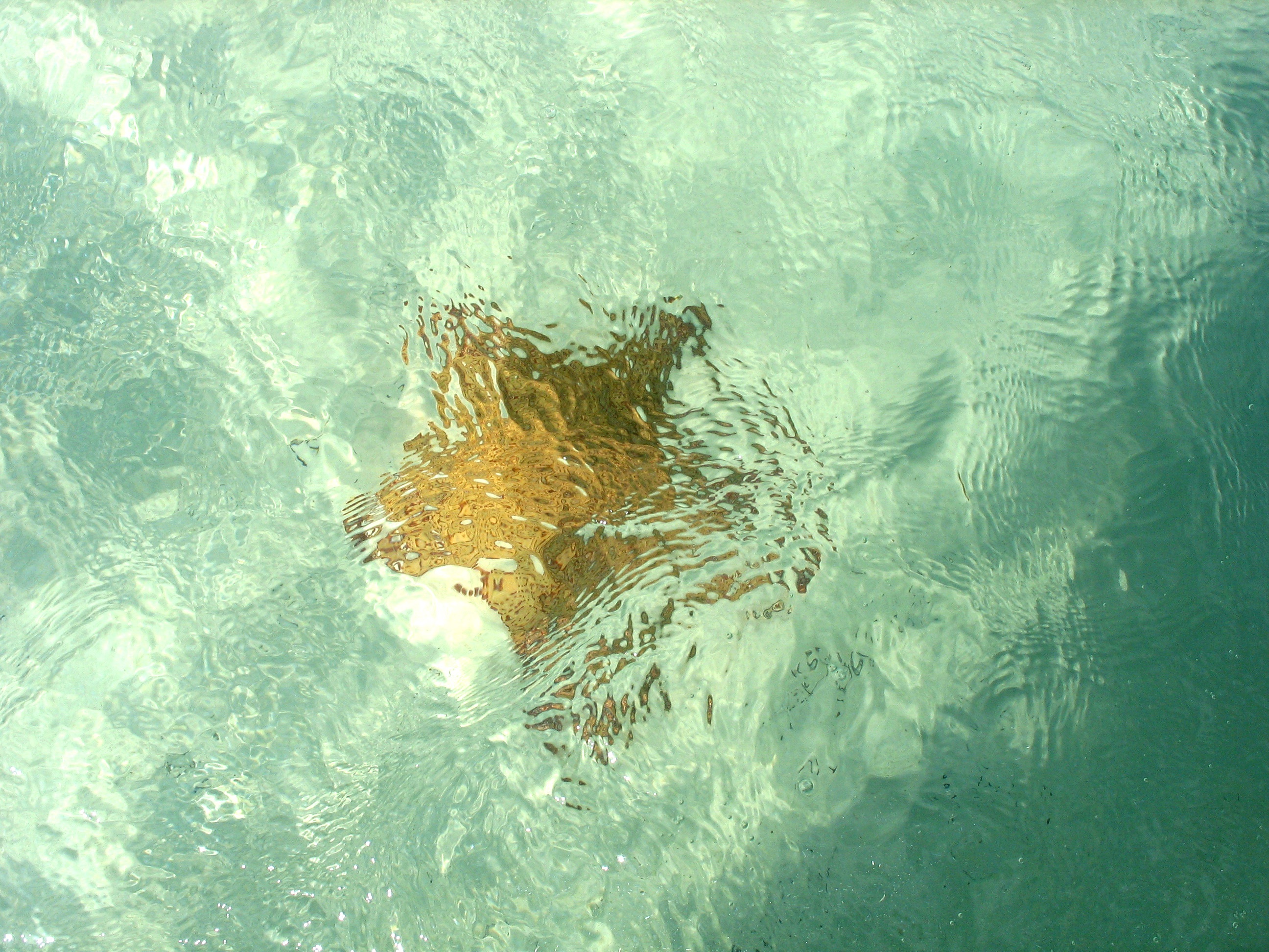 Star Marina Under water free image download