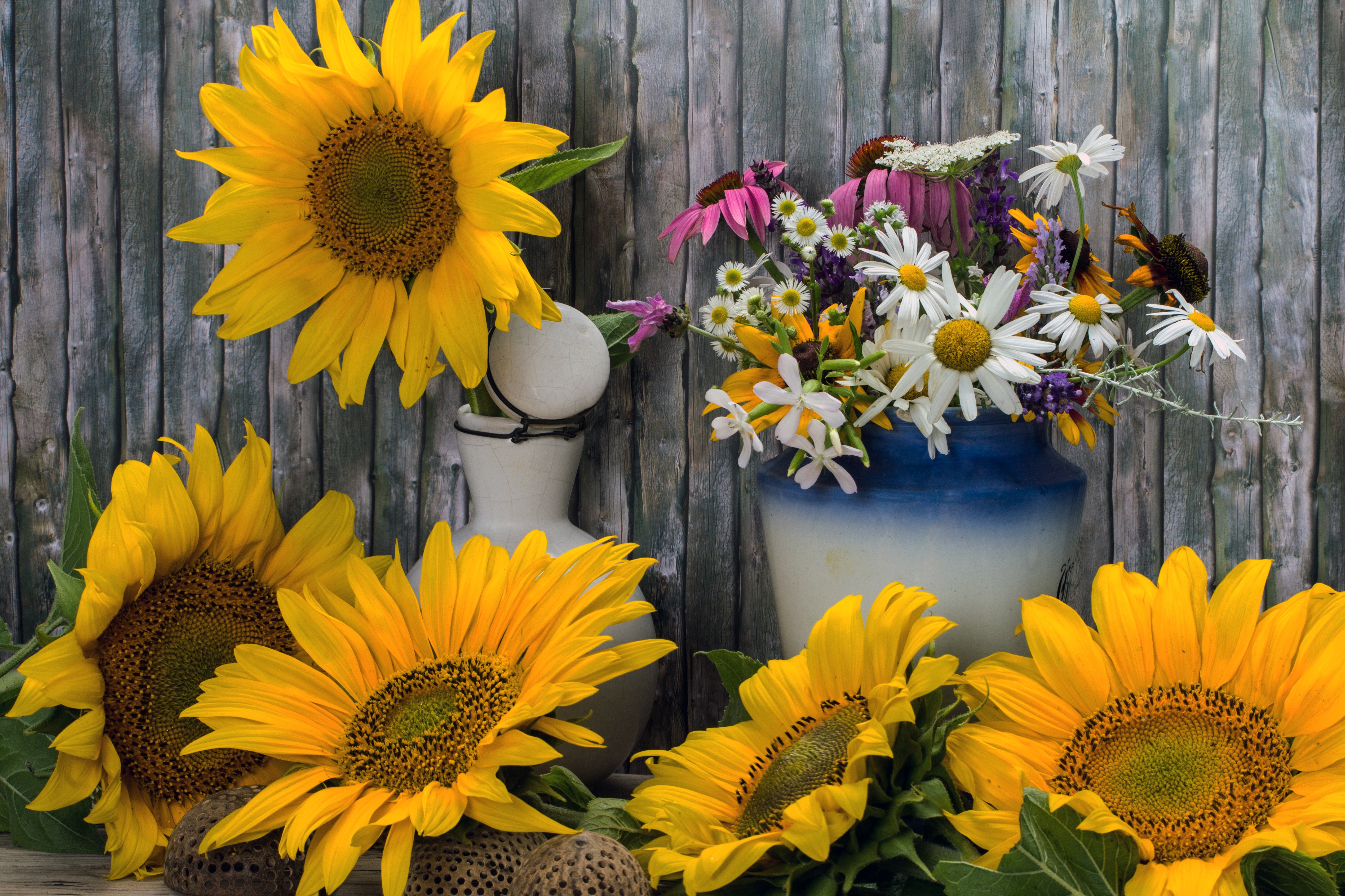 Still Life Sunflower Wild free image download