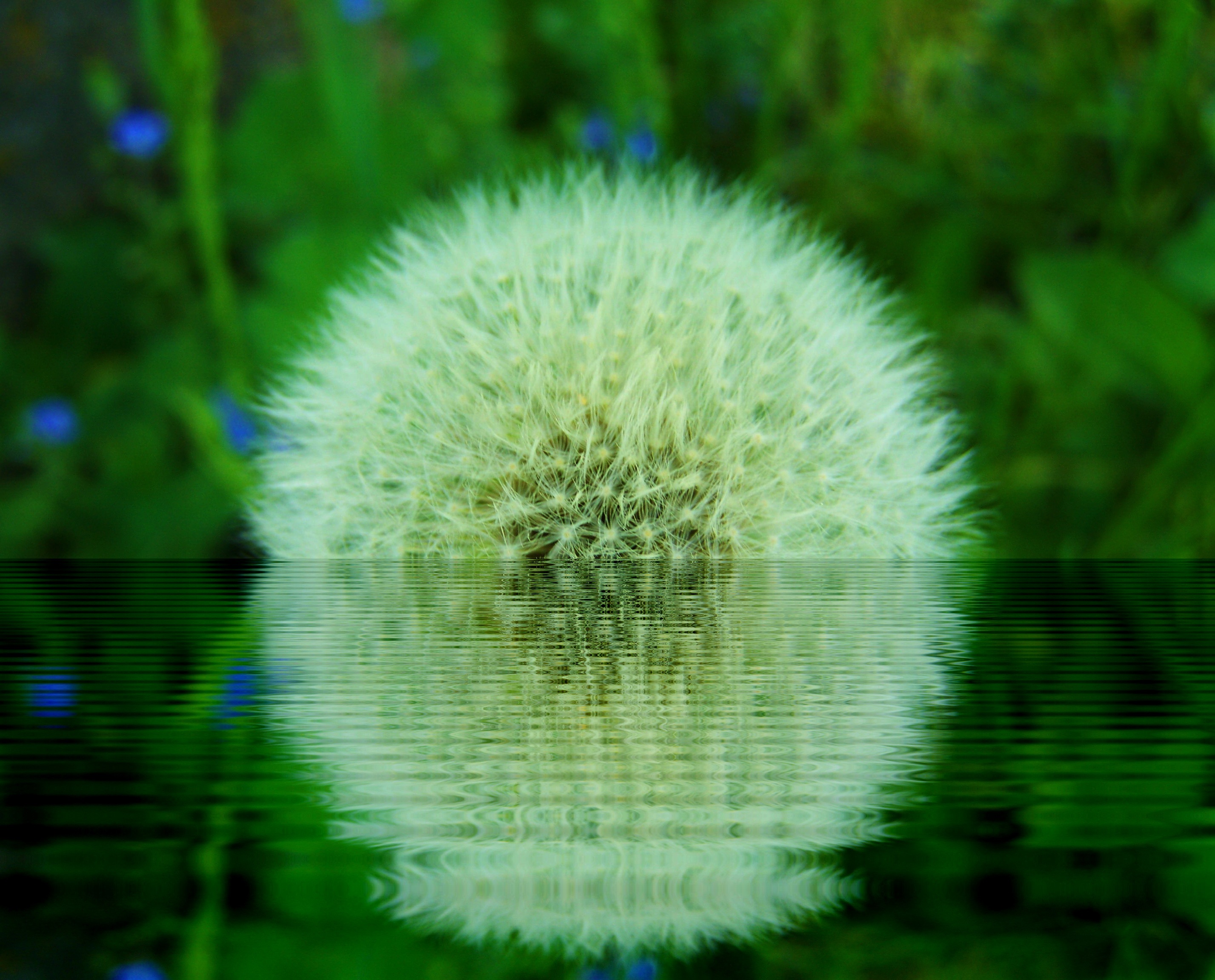 Dandelion bud in water free image download
