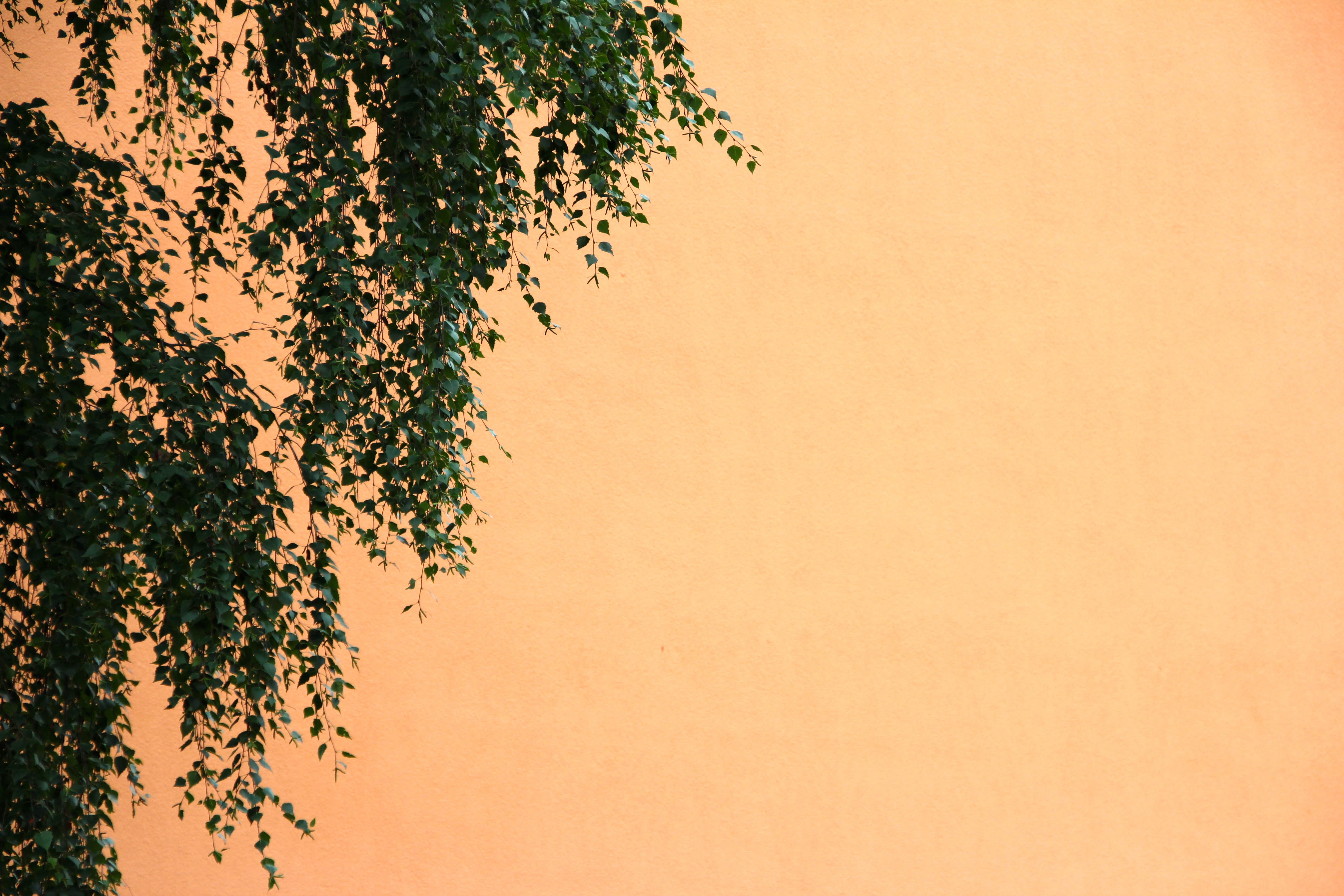 Birch Tree Orange free image download