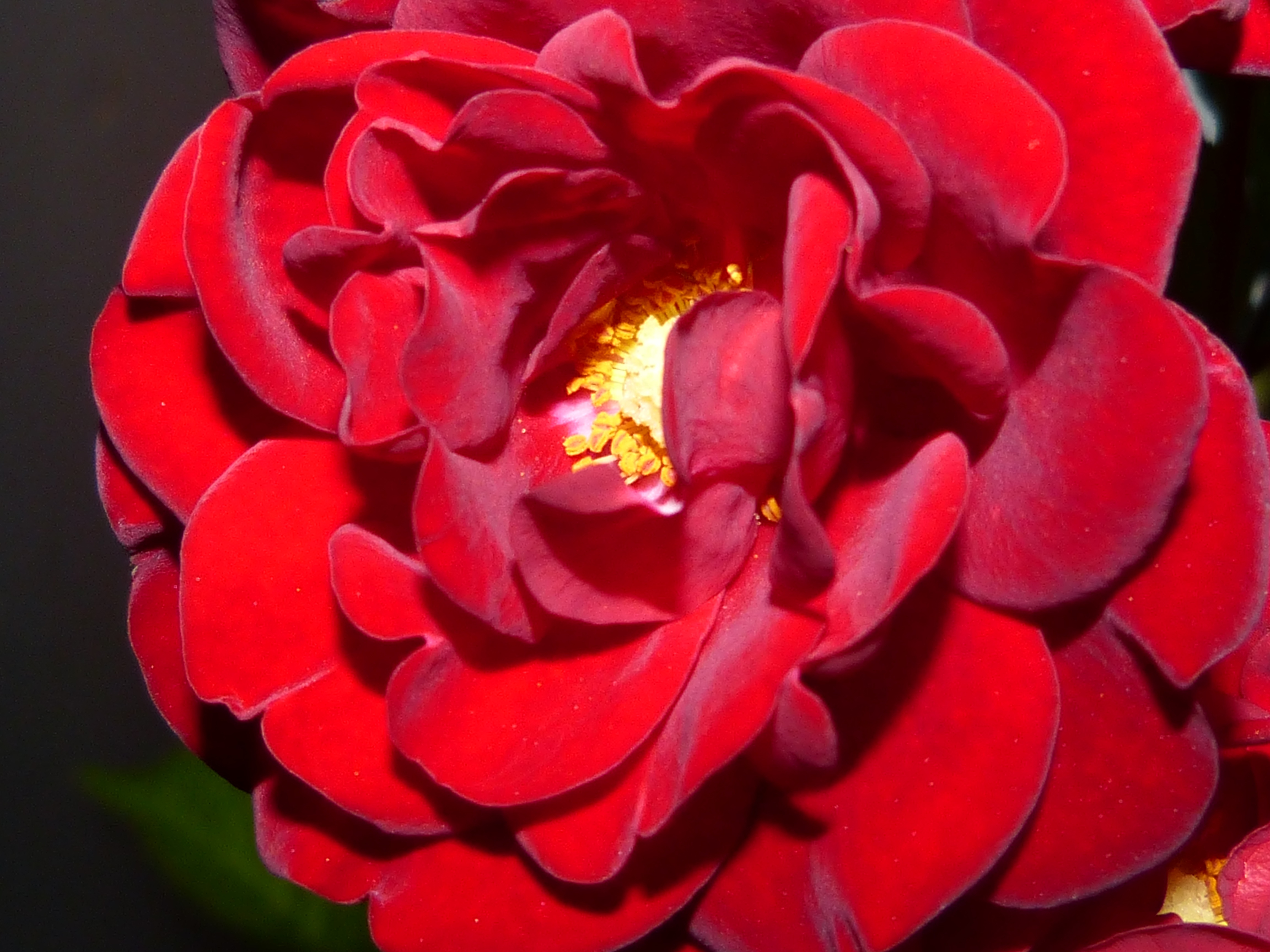 Red Night Roses free image download