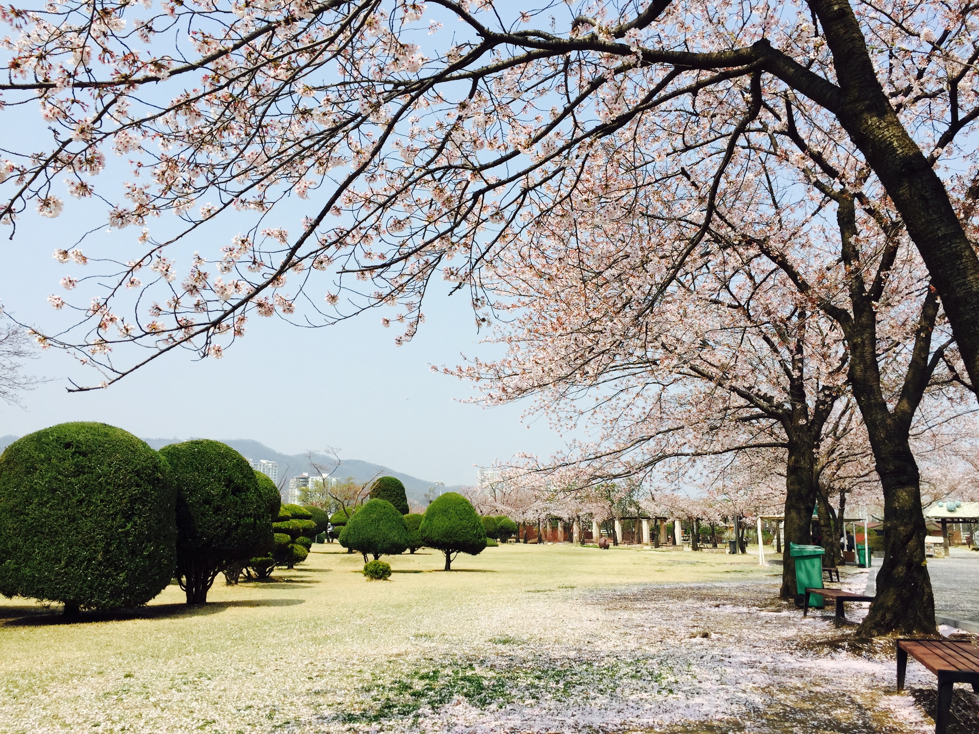 Spring walk in japan free image download