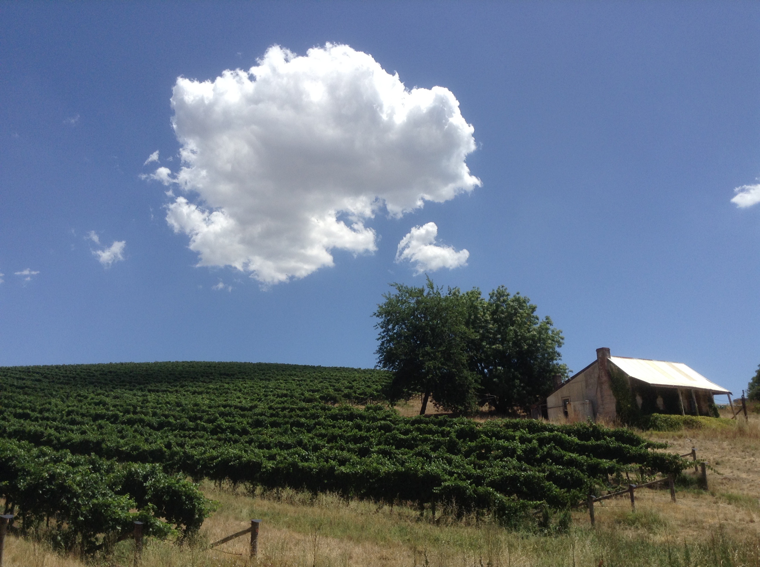 Vineyard Vine Cloud free image download