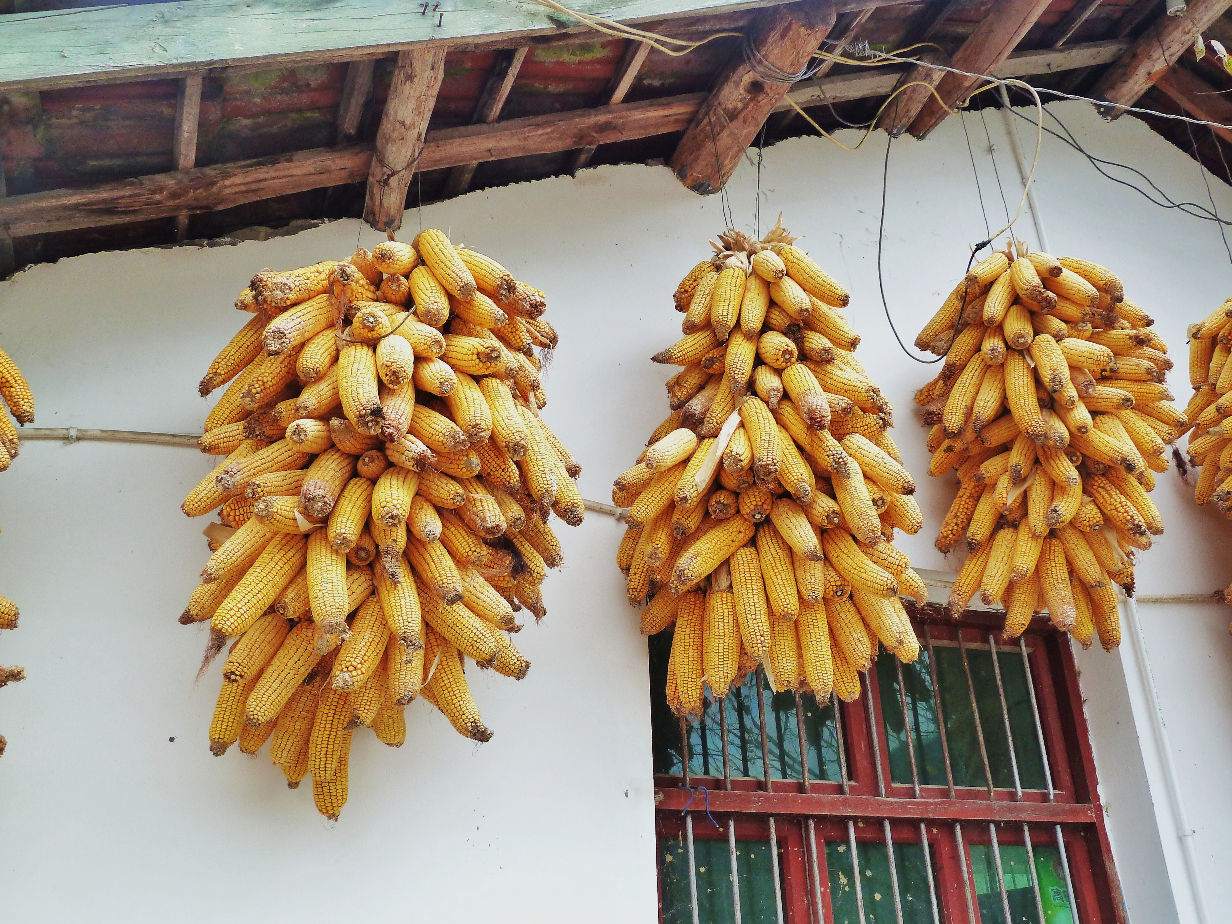 Corn Rural Areas String free image download