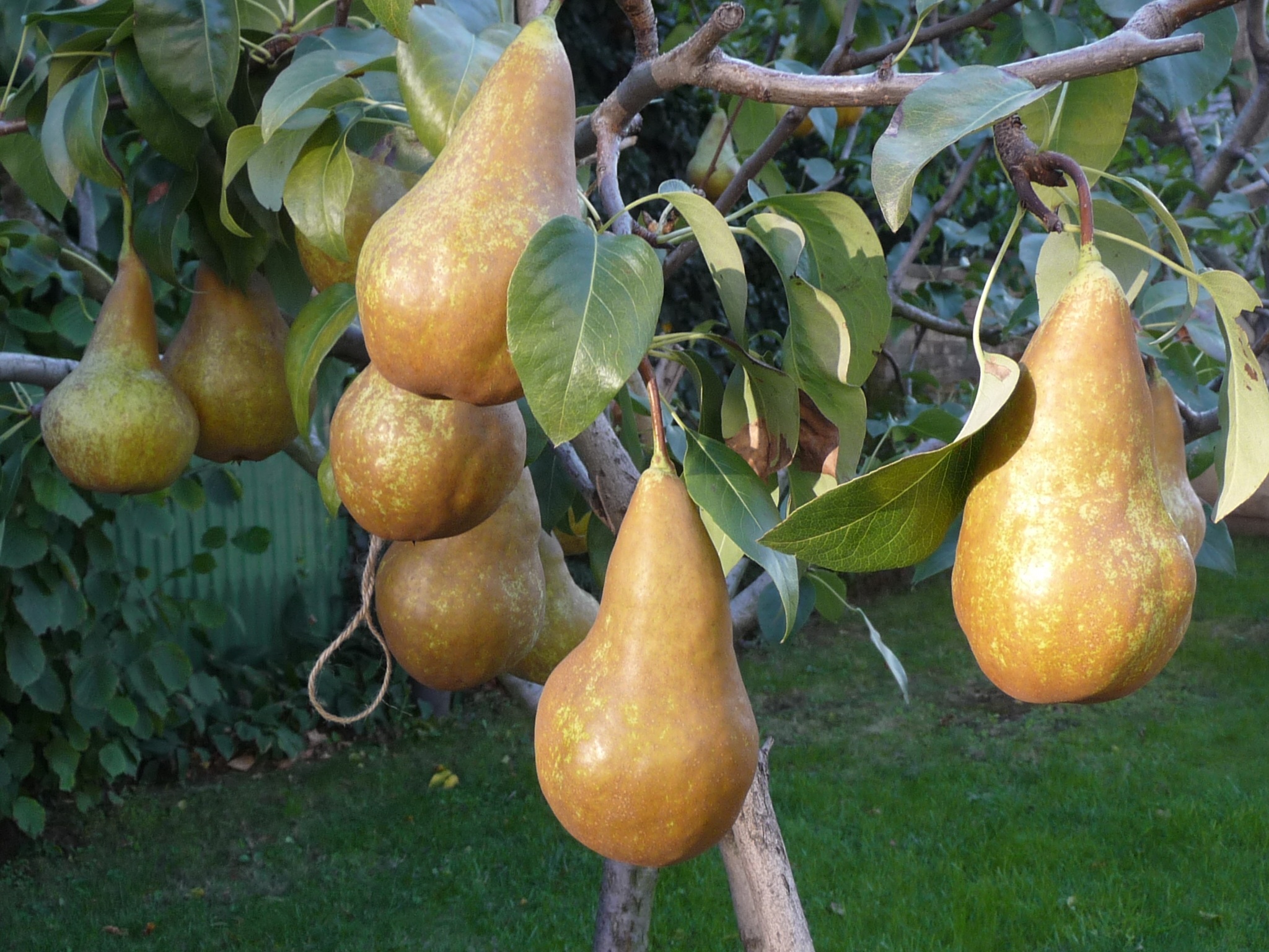 Pear Wood free image download