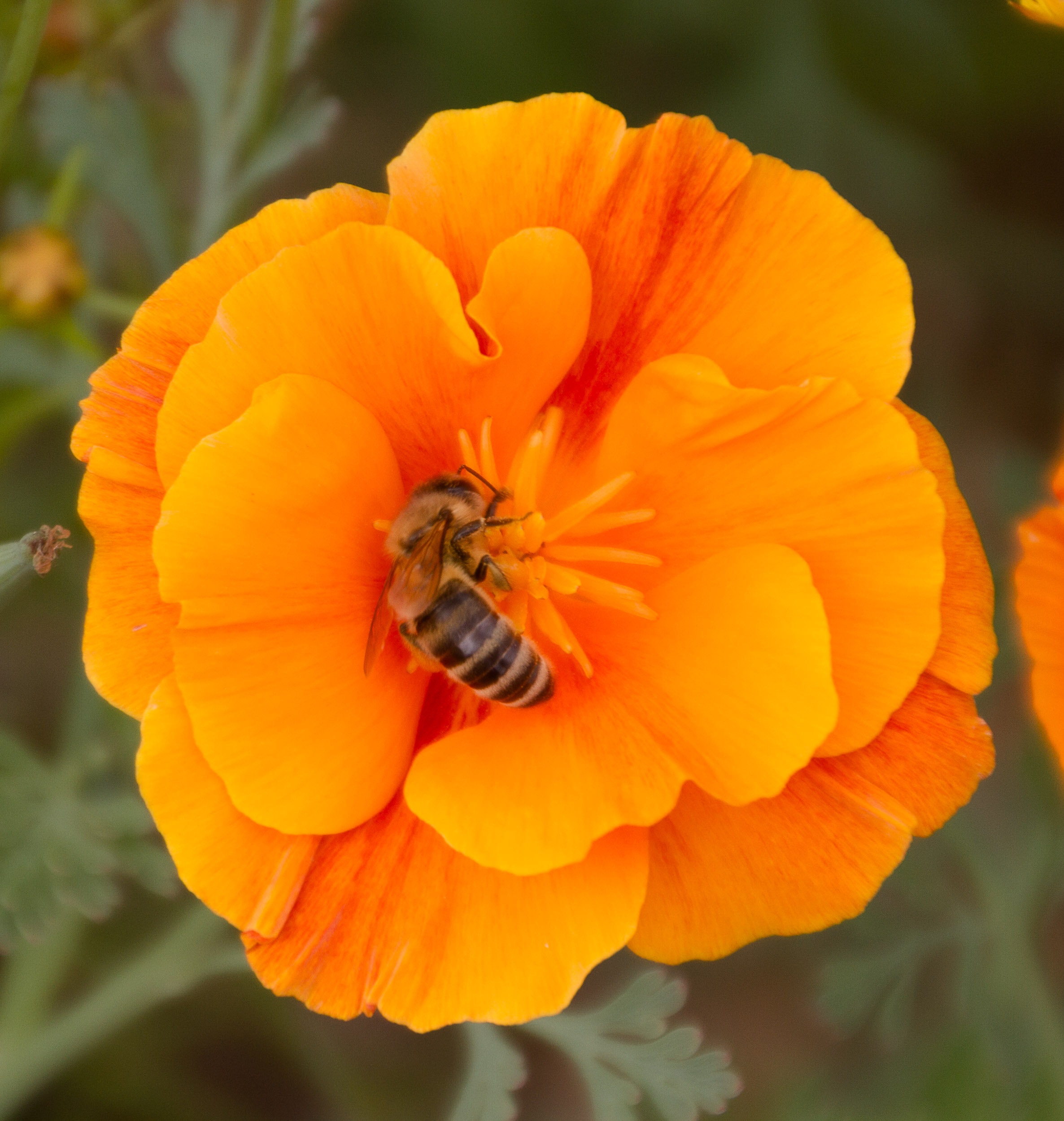 Orange Blossom Bee Nectar Close up free image download