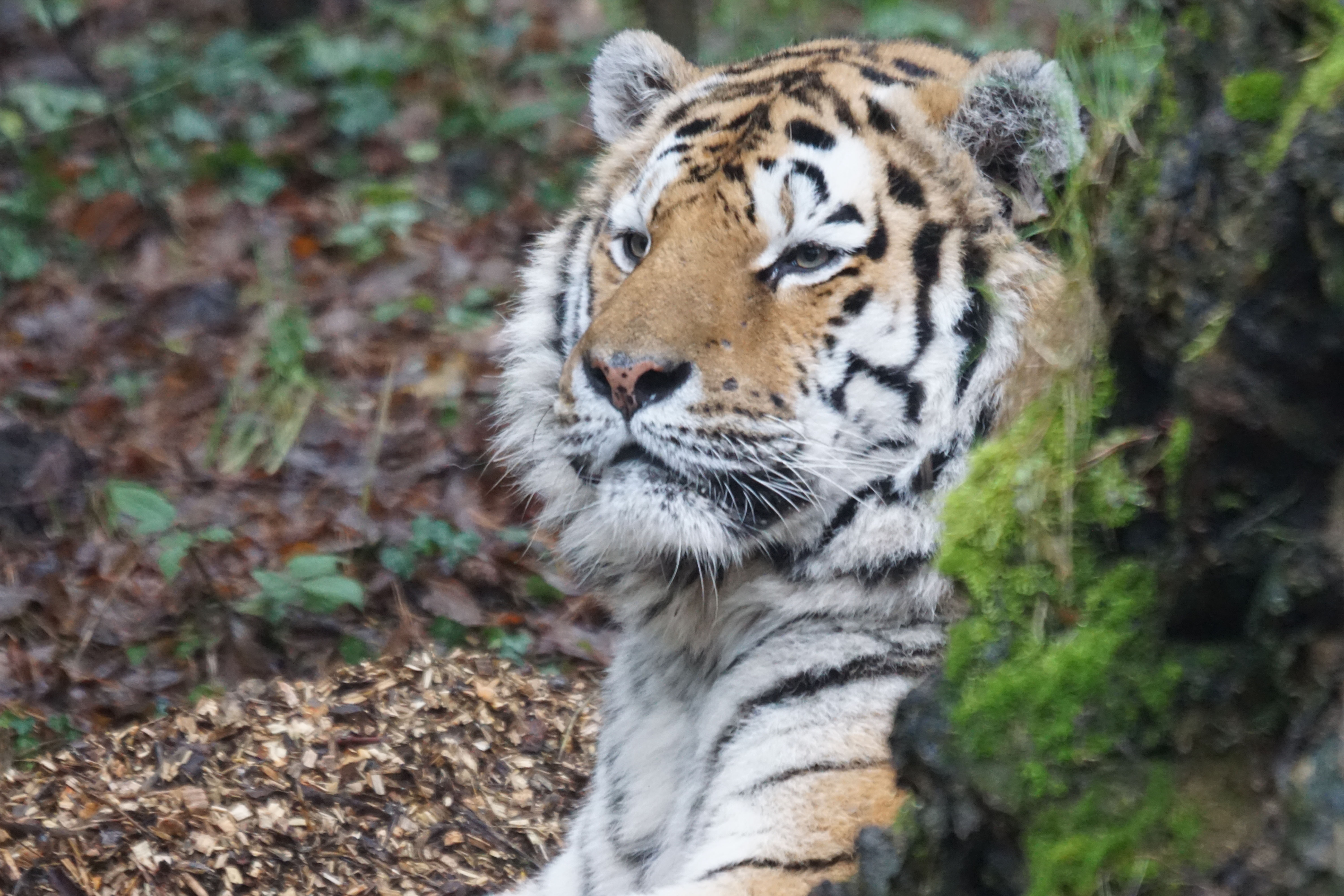 Tiger Predator Dangerous free image download