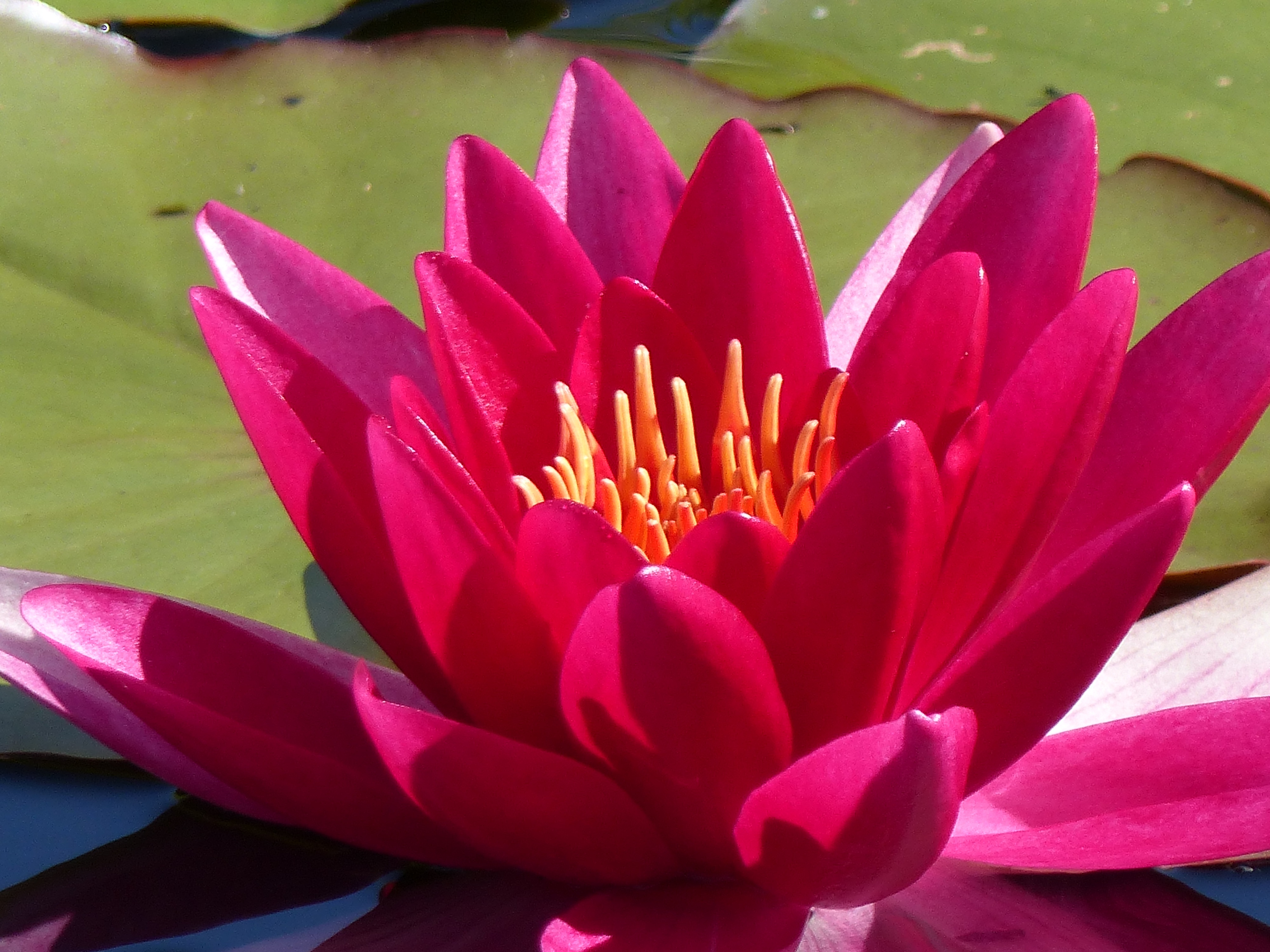 Water Lily Leaf Free Image Download