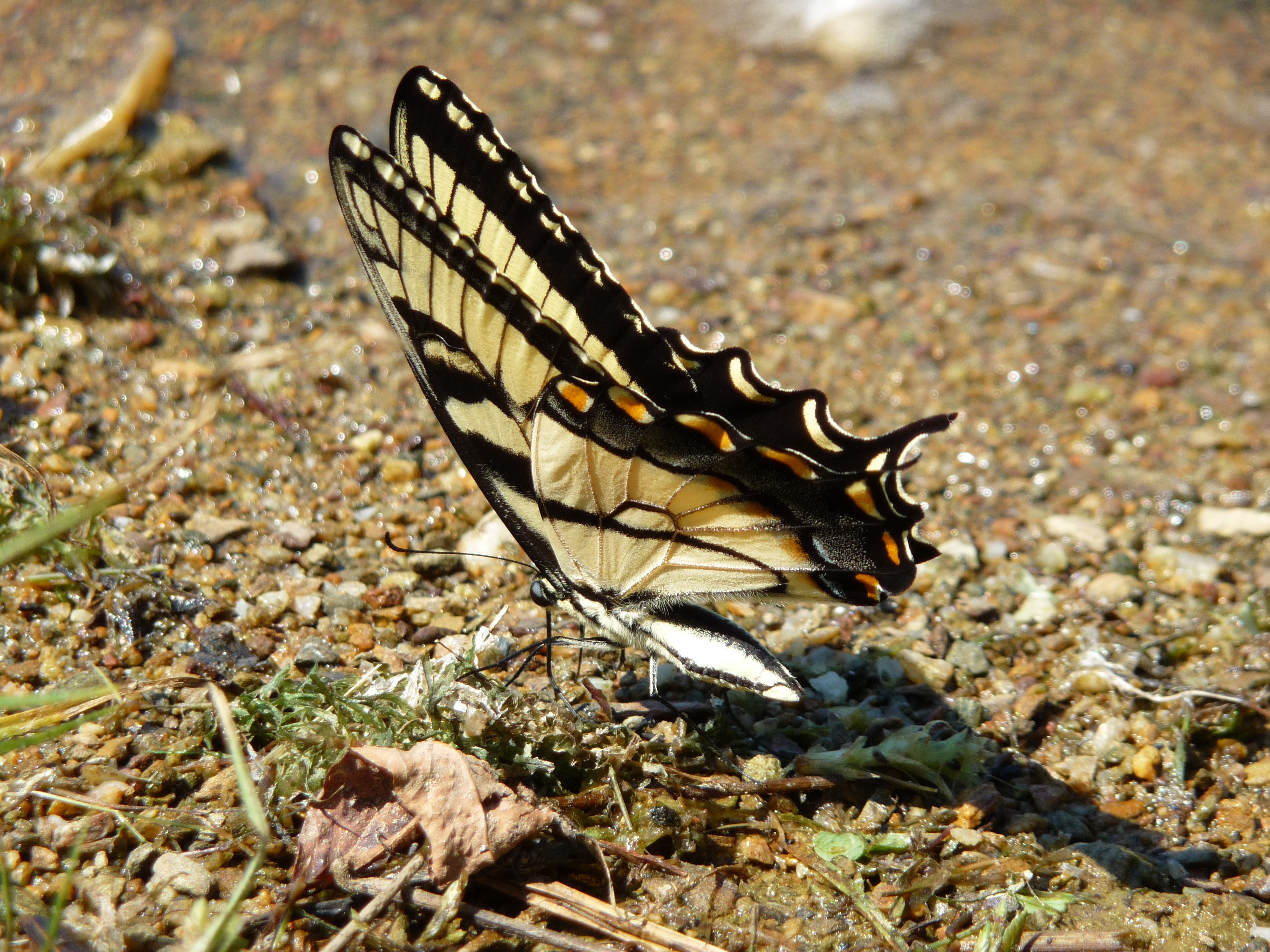 Butterfly at Ground free image download