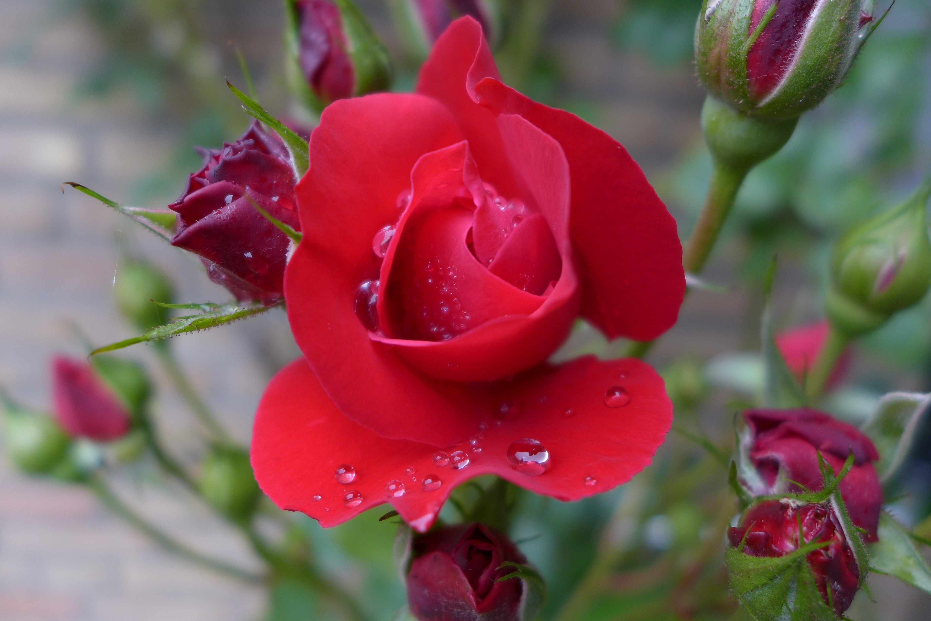 Rose Red Bloom free image download