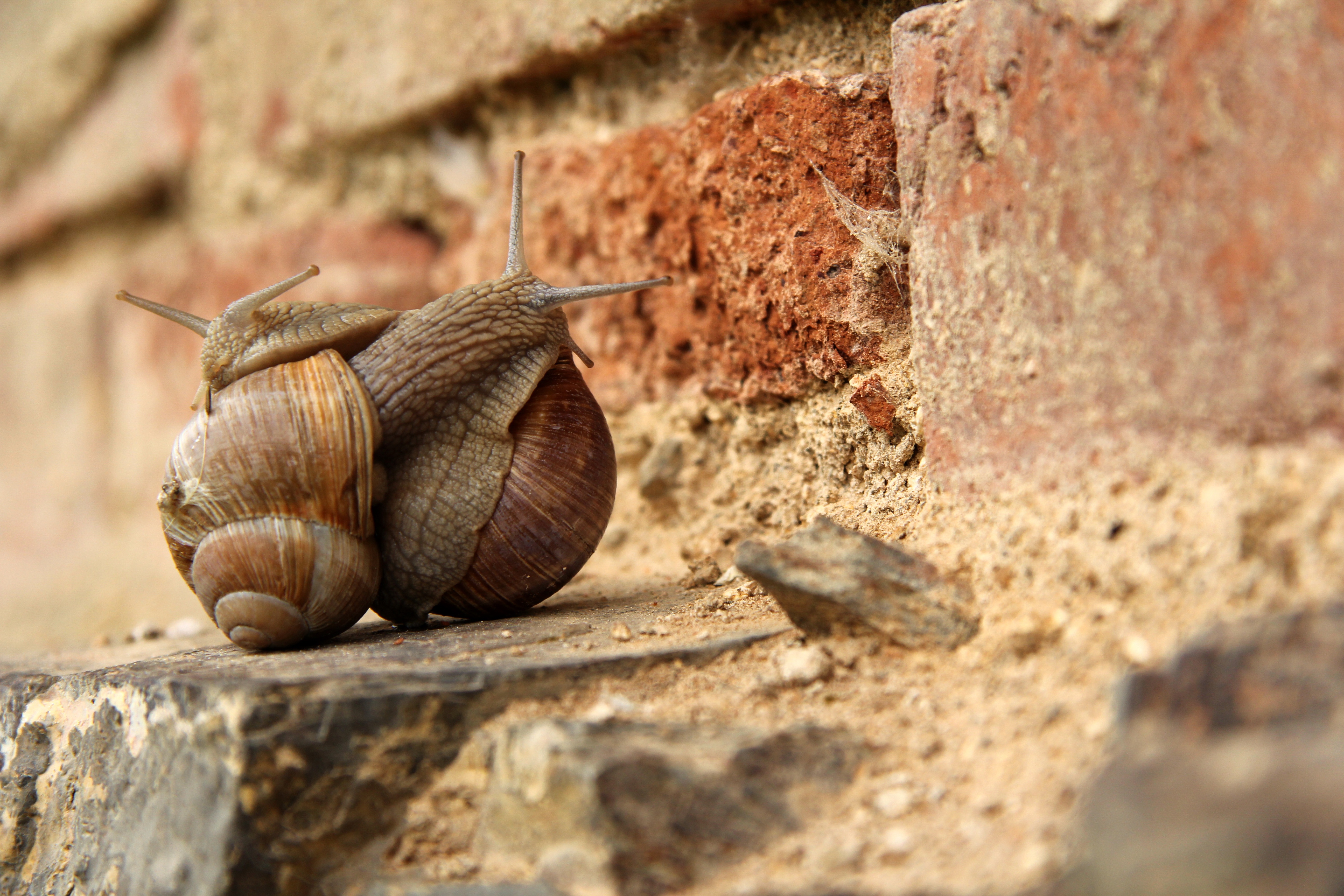Worm Snails Conch free image download