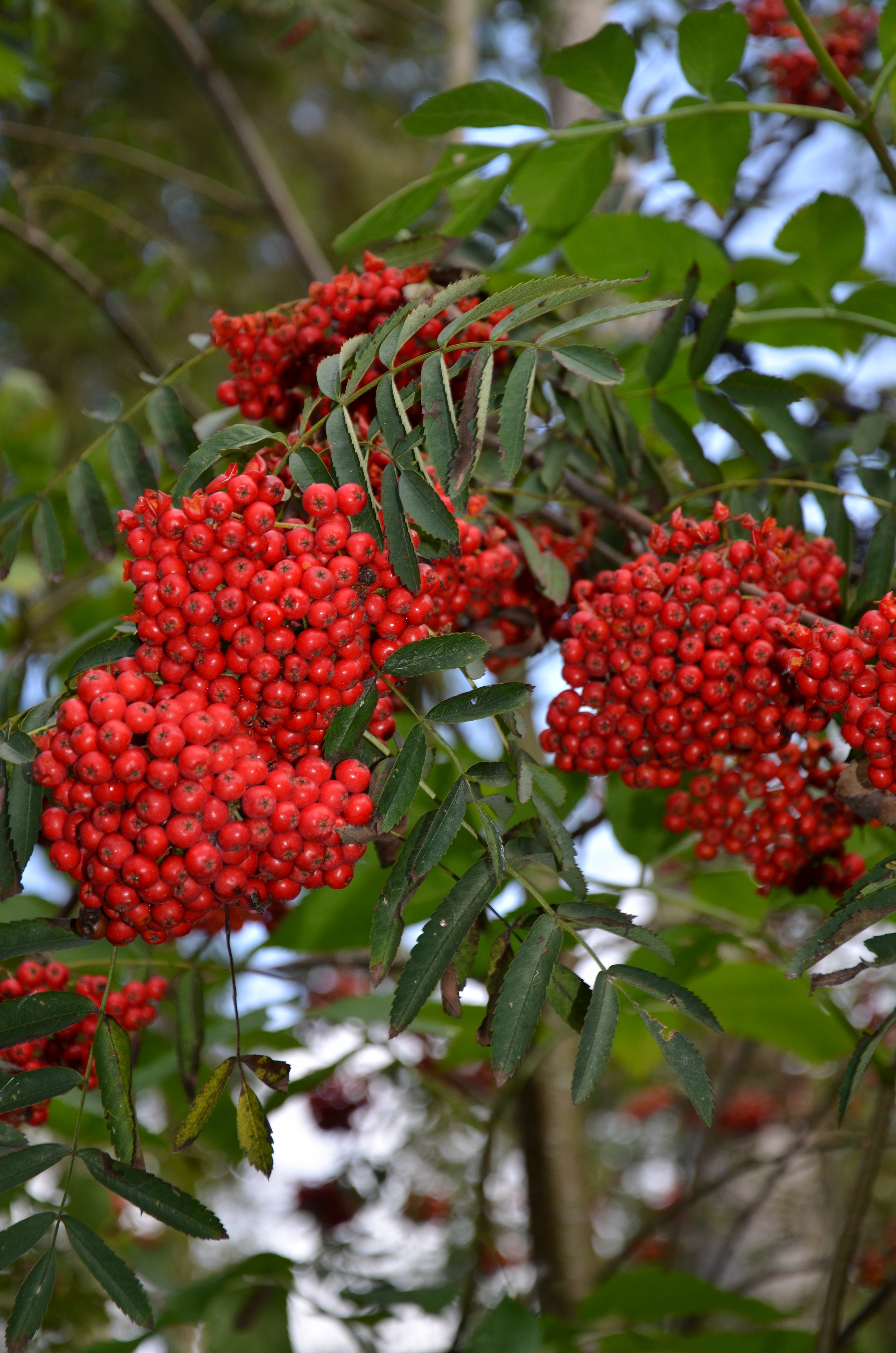 Berry Red Orange free image download
