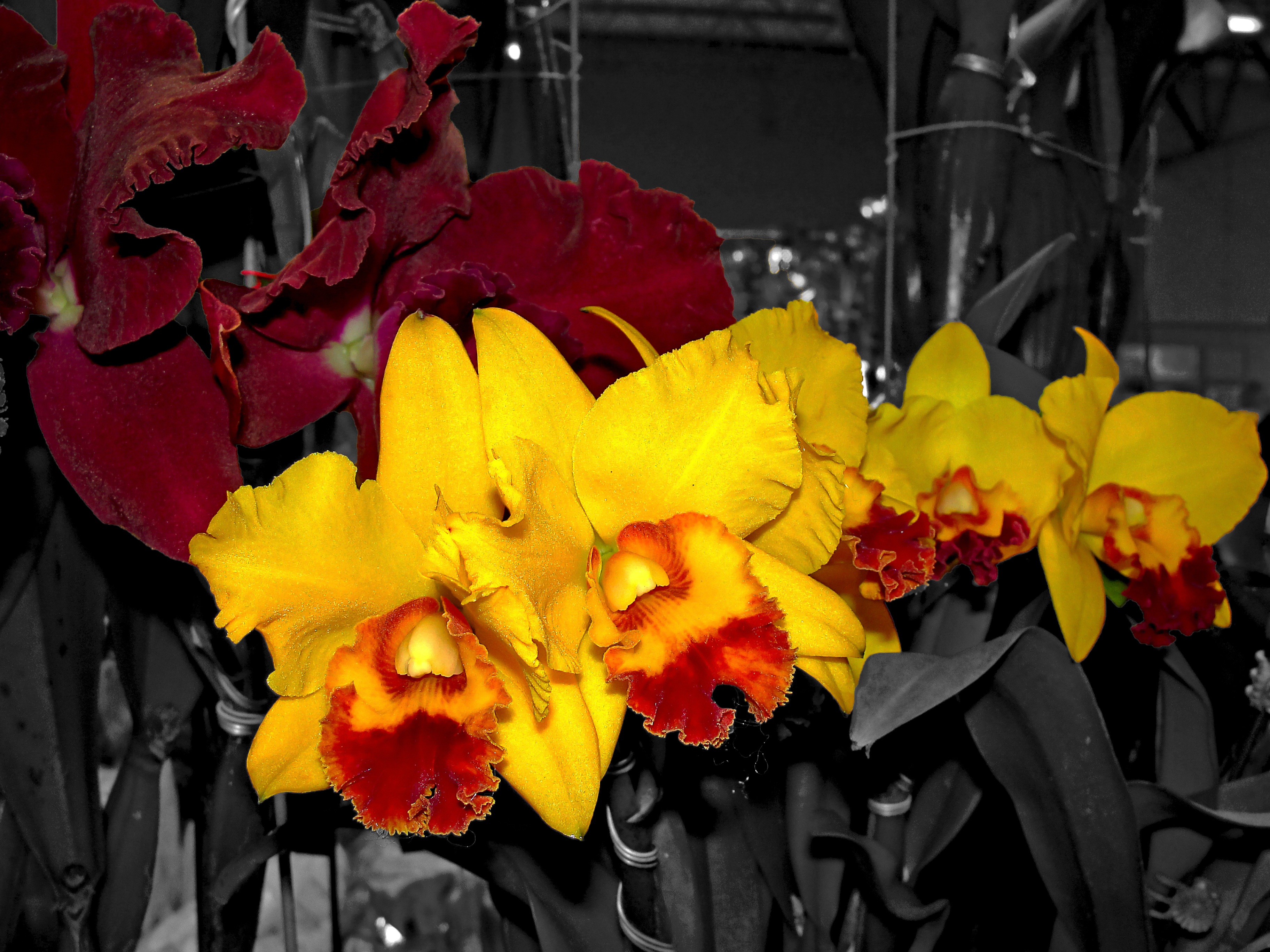 Orchids Flowers Cattleya free image download