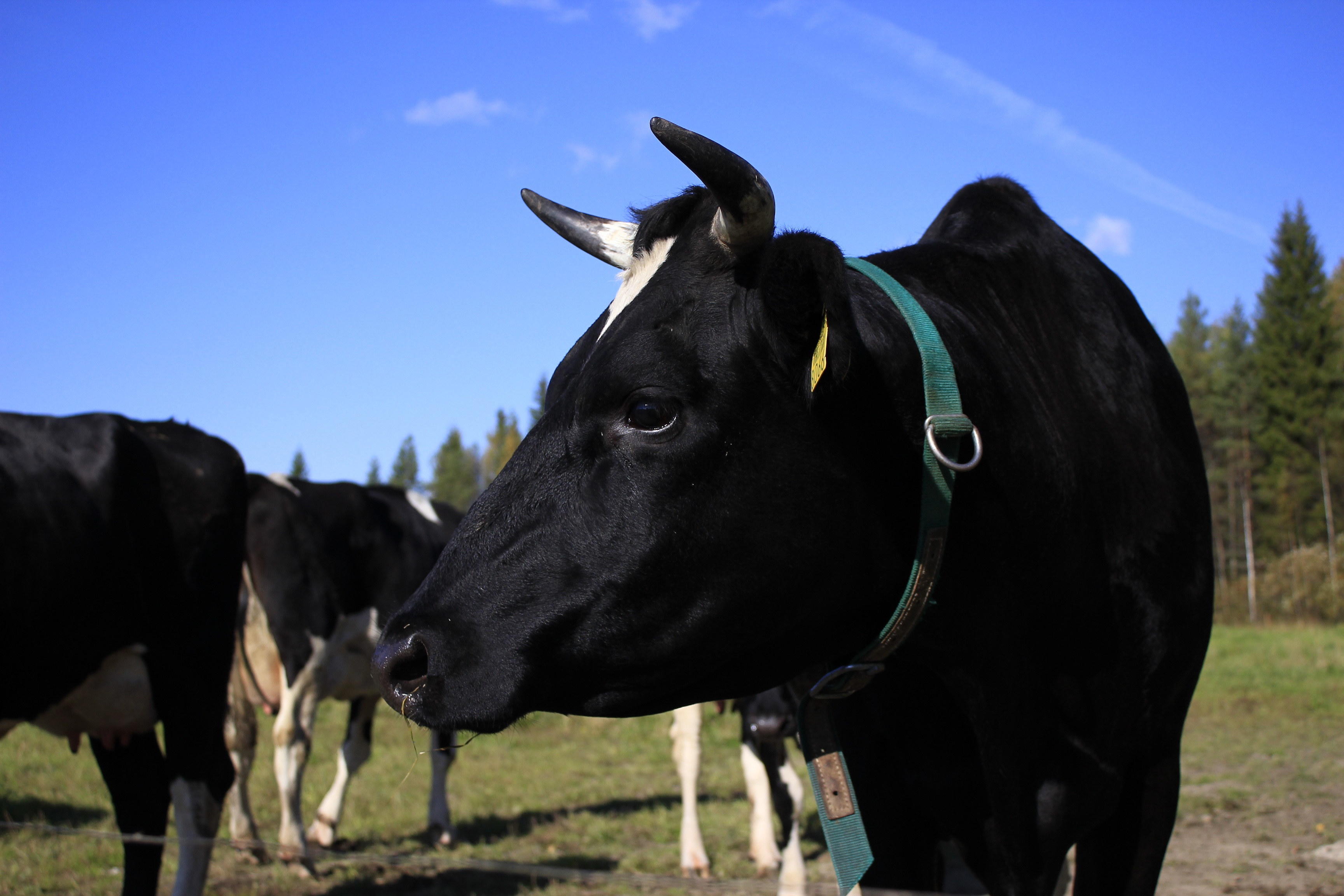 Black cows in the pasture free image download