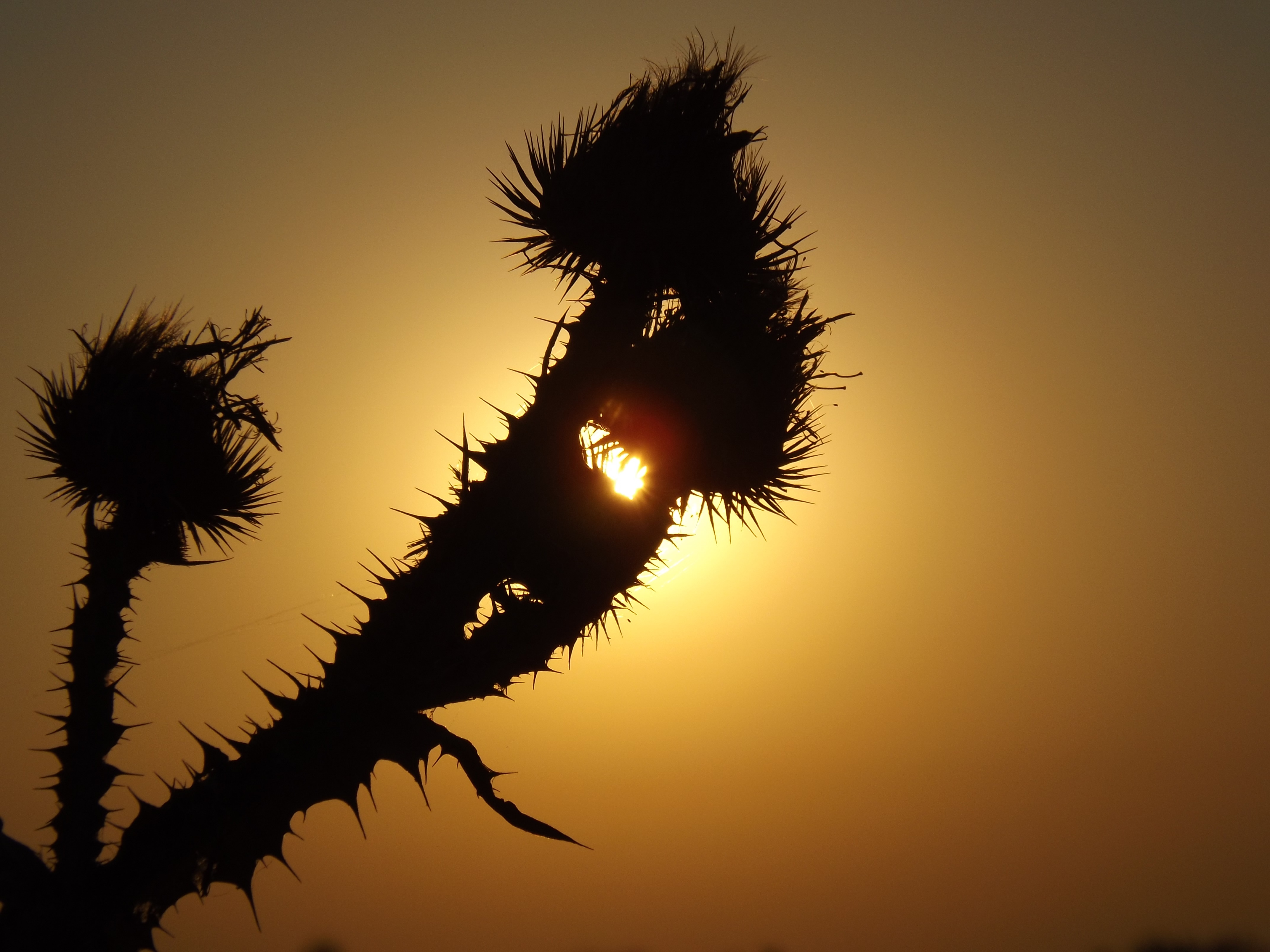 East Spin Red free image download