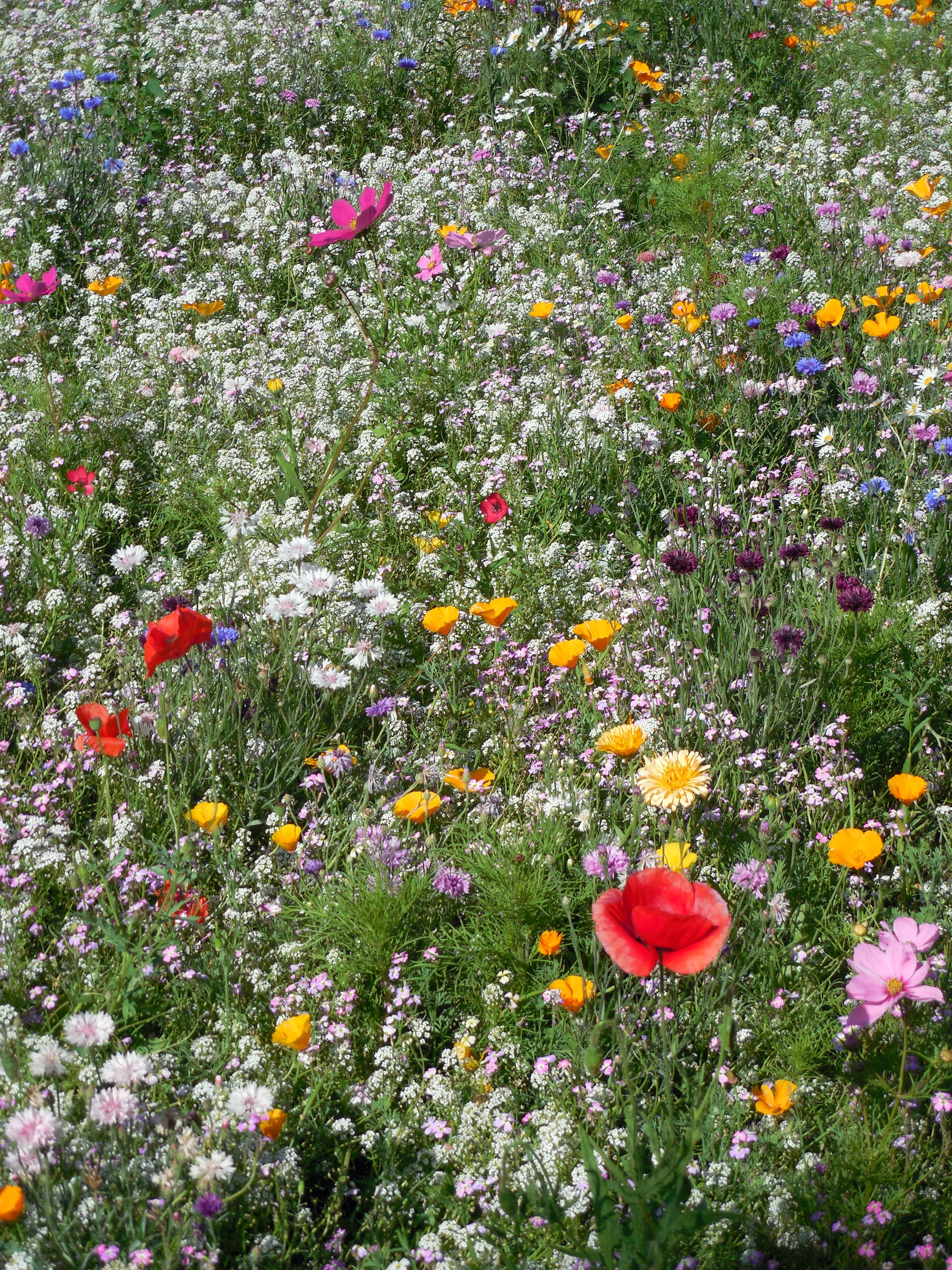 Flowers Meadow Flower free image download