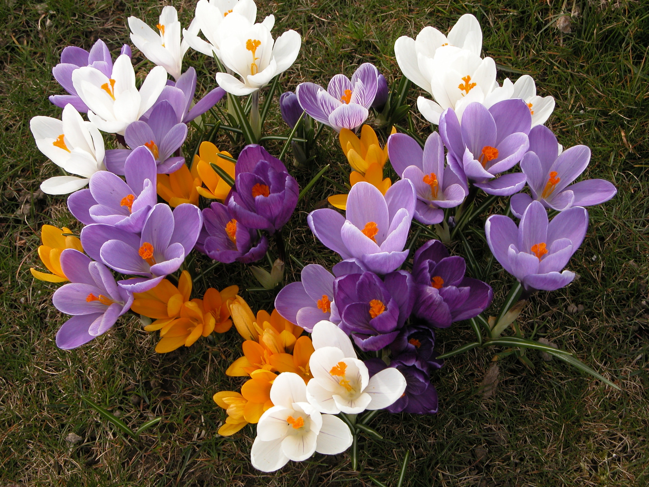 Crocus Spring Colorful free image download