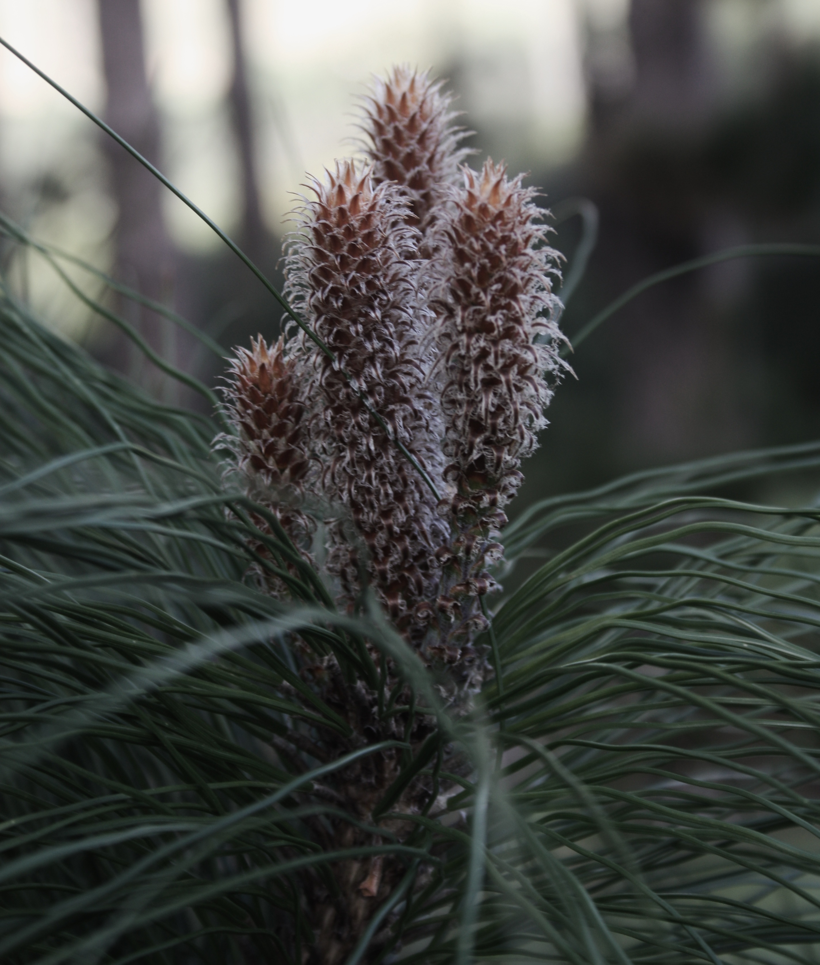 Pinecones in the forest free image download