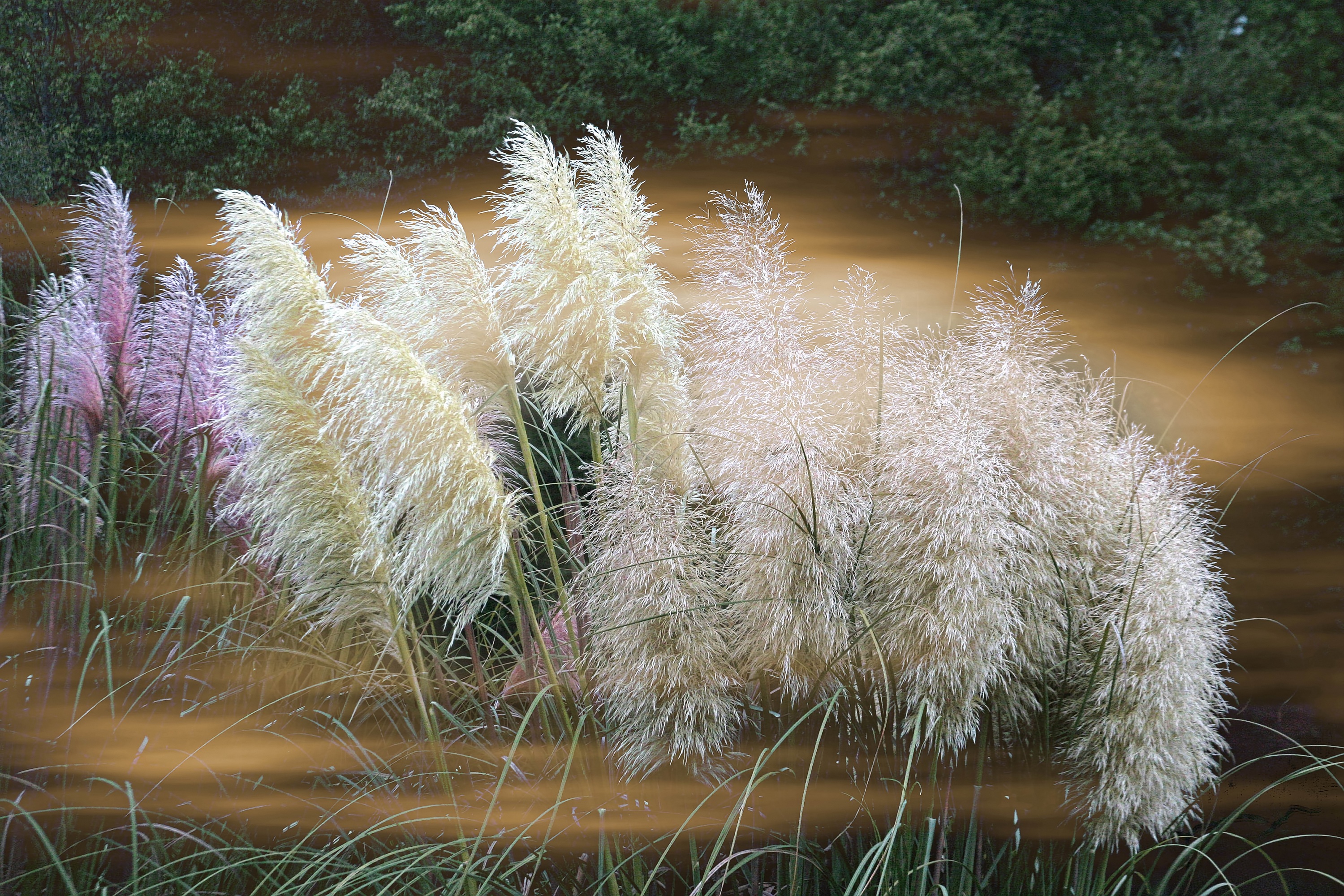 Grass Ornamental Featherly free image download