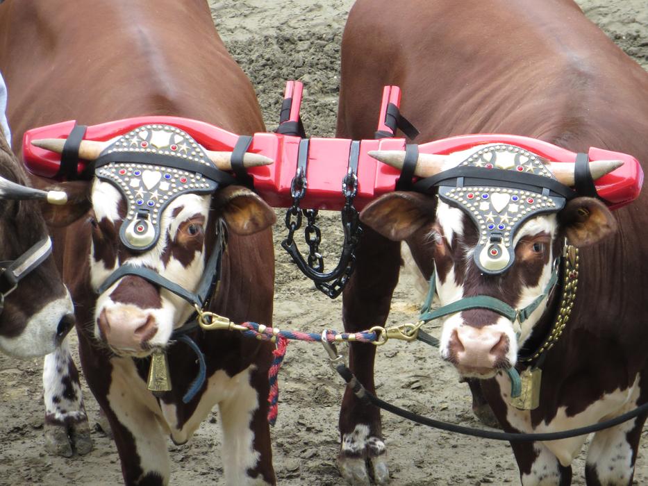 Oxen European Decorative free image download