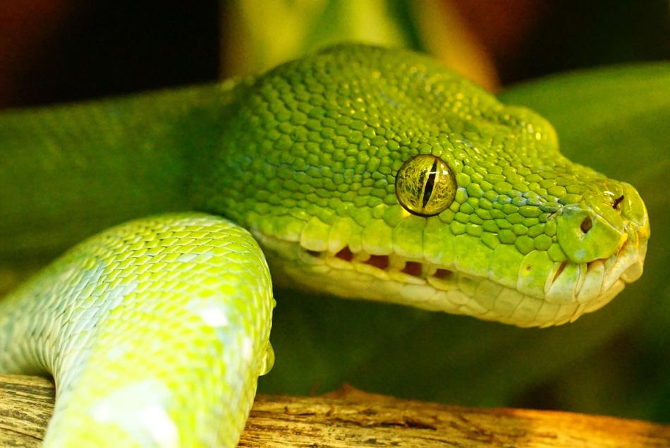 Green Tree Python Snake Non Toxic free image download