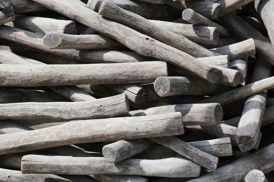 Wood Tree logs stacked free image download