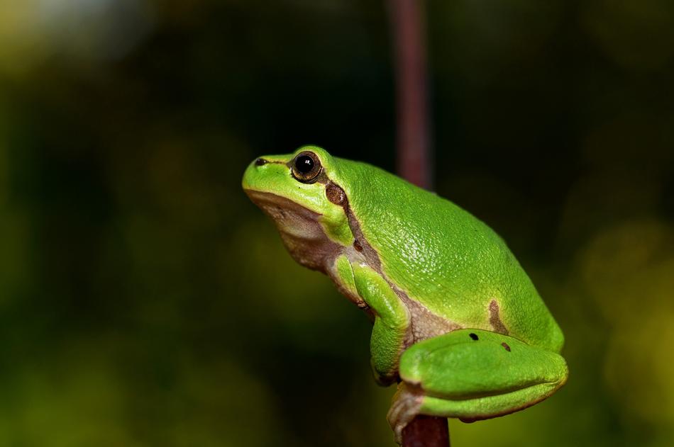 Hyla Meridionalis The Frog free image download
