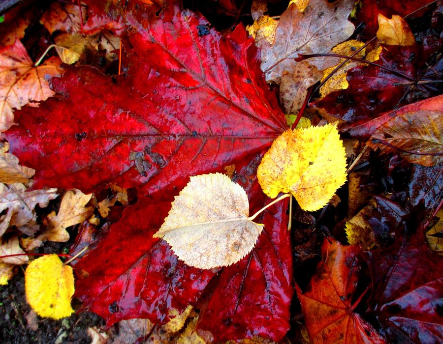 Autumn Leaves Fall free image download