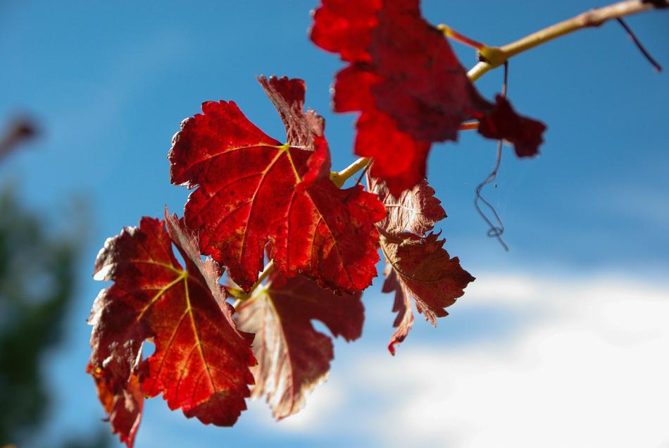 Red Vine Leaves in Fall free image download