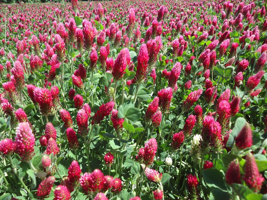 Clover Red Meadow free image download