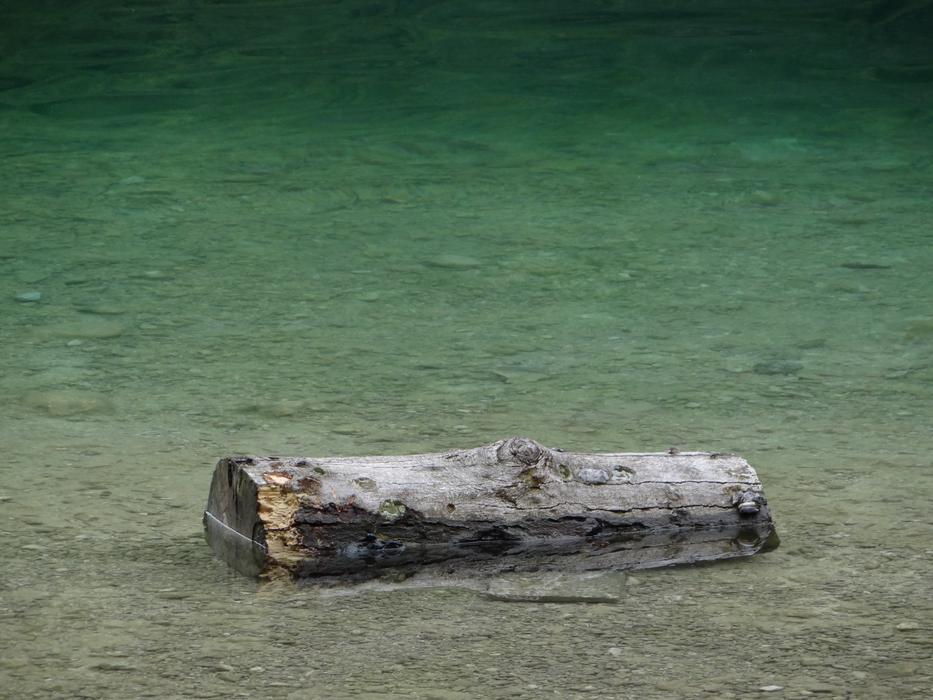 Drift Wood Water free image download