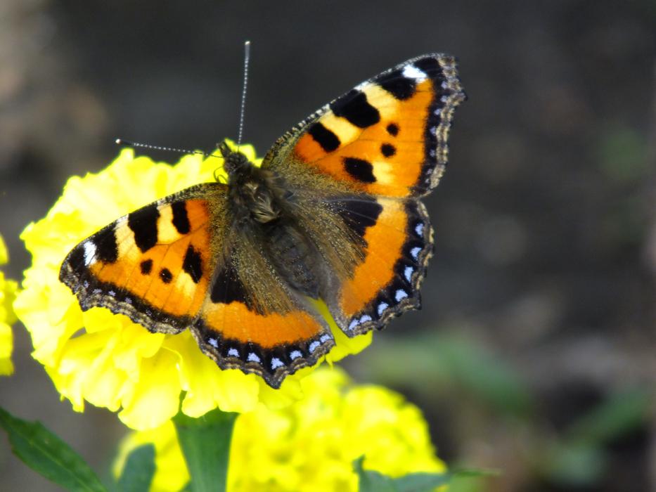 Butterfly Summer Closeup free image download