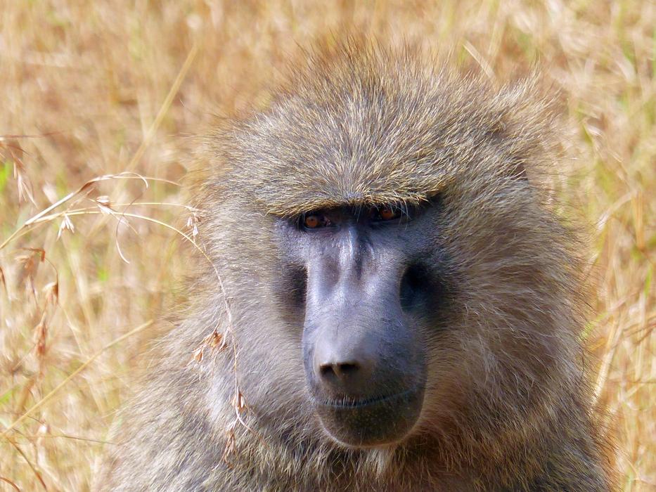 Baboon Primate Africa free image download