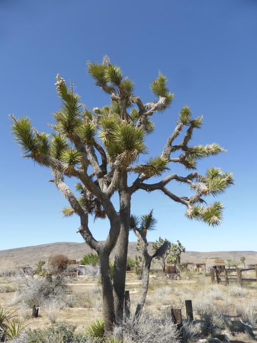 Joshua Tree Mohave California free image download