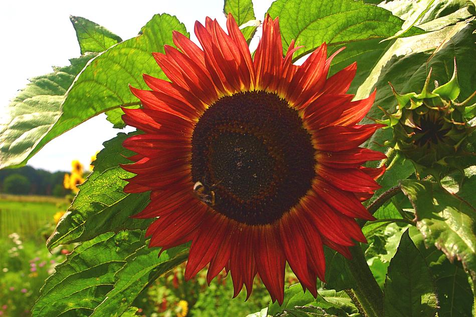 Red Sunflower in Garden at Summer free image download