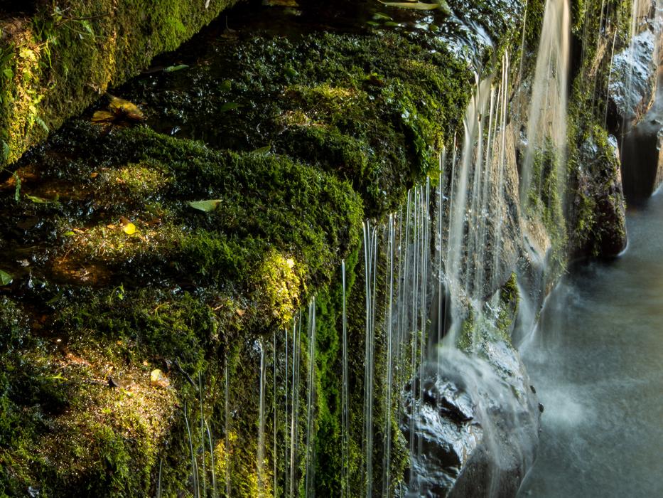 Algae and moss free image download