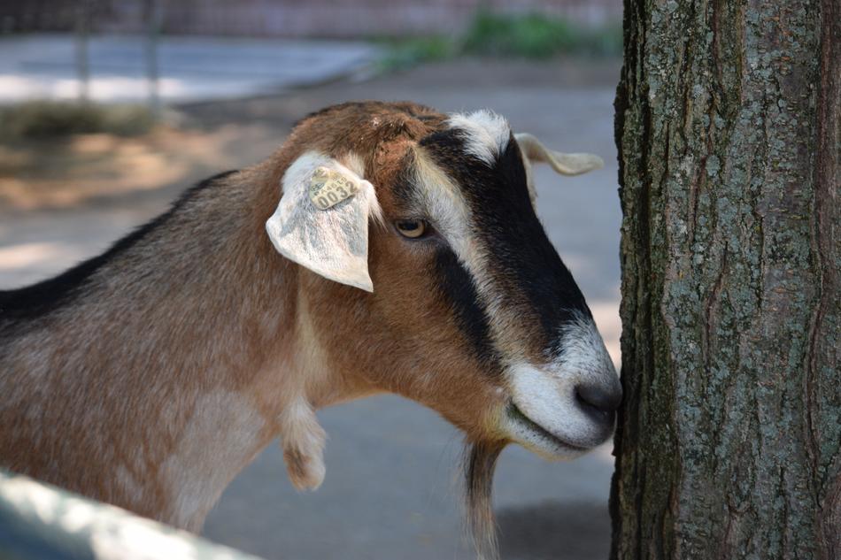 Goat Pittsburgh Zoo Shy Nose On free image download