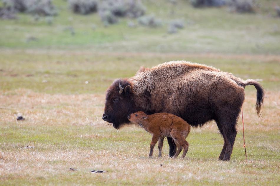 Bison Cow Calf free image download