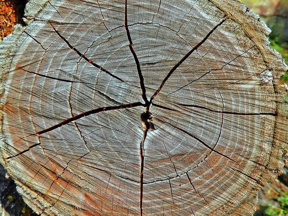 Wooden Structure Wood Grain Annual rings free image download