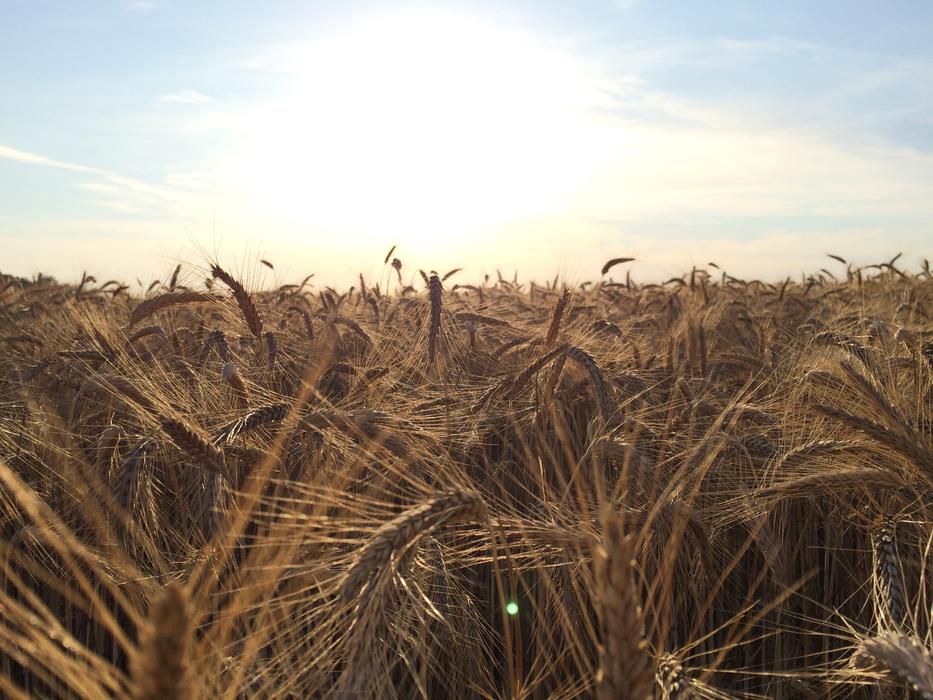 Grain Field Sun free image download
