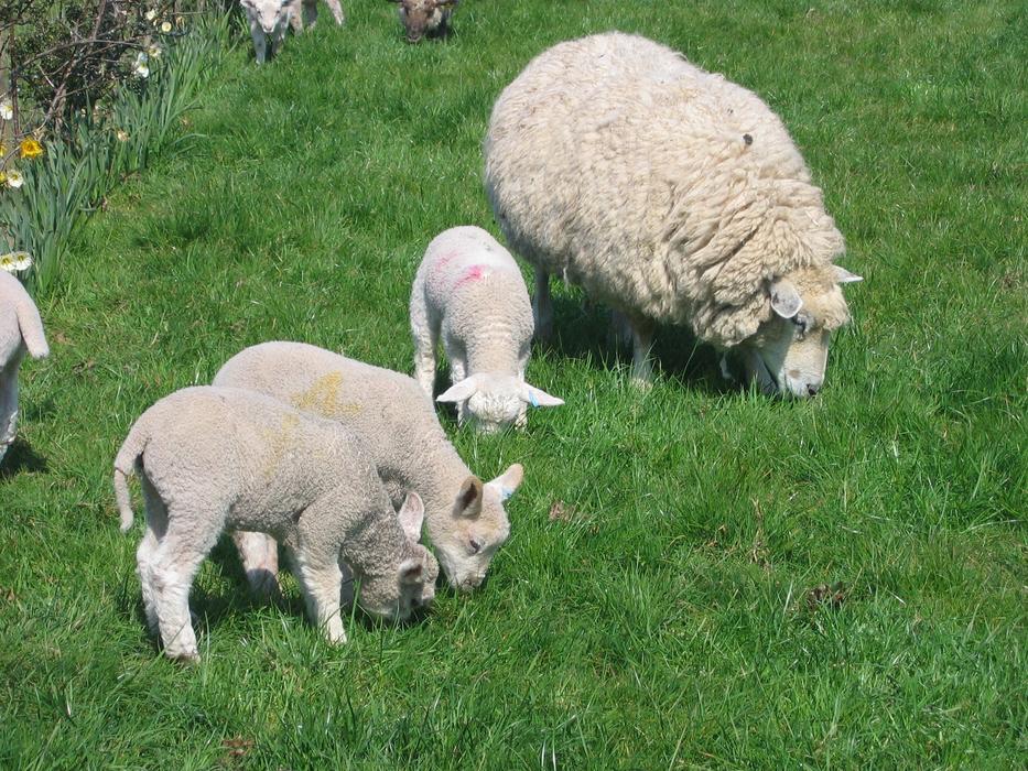 Sheep Lambs in Spring free image download